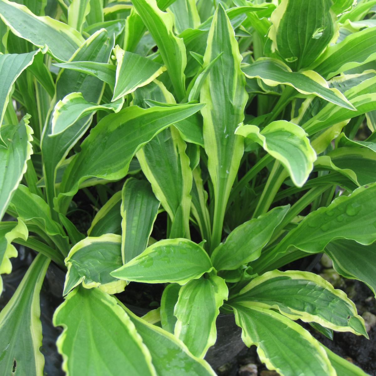 Hosta Stiletto - Petite variété à feuilles étroites marginées de crème