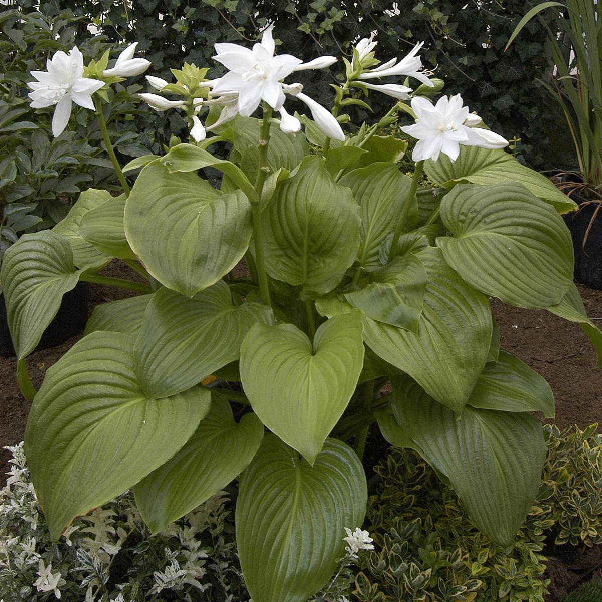 Hosta plantaginea Venus - Variété à fleurs doubles très parfumées