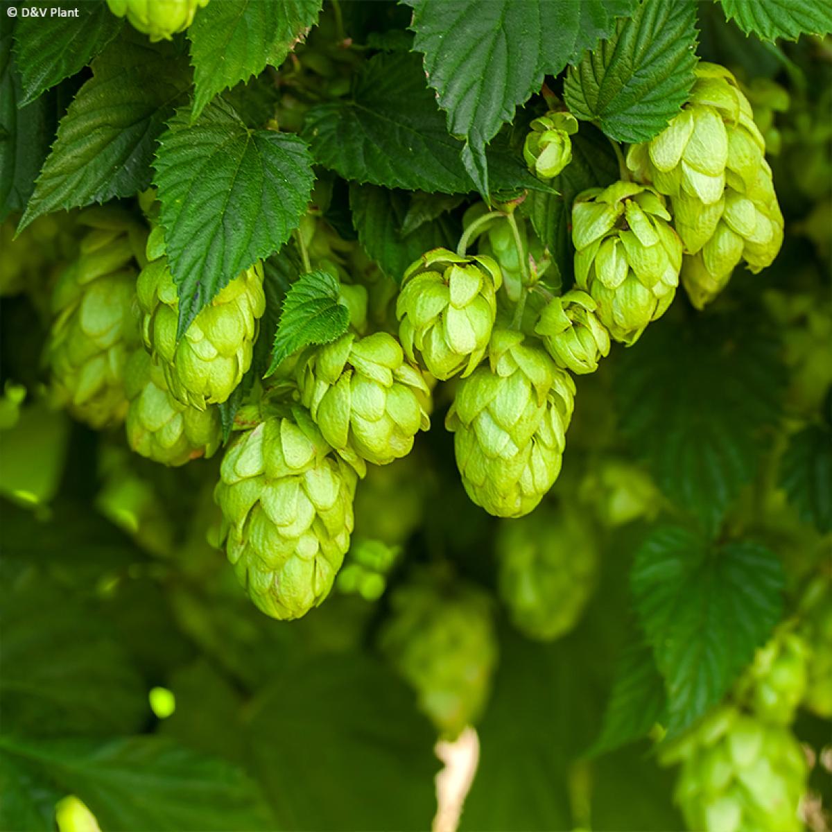 Houblon HOPS - Humulus lupulus - Véritable houblon de brassage, très ...