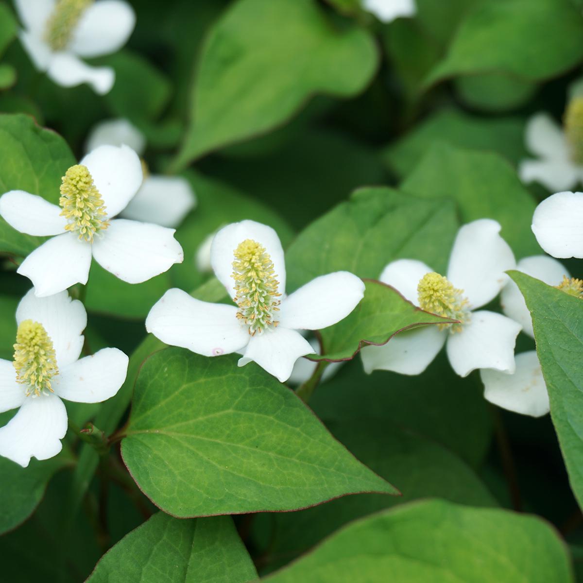 Houttuynia cordata - Poivre de Chine - Couvre-sol vivace pour lieu humide