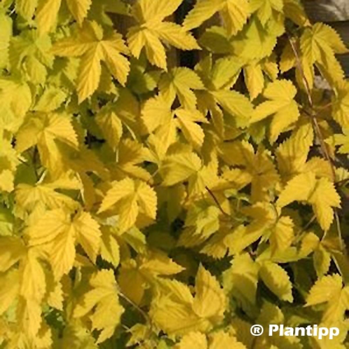 Houblon Golden Tassels (Diva) - Humulus lupulus doré et fructifère