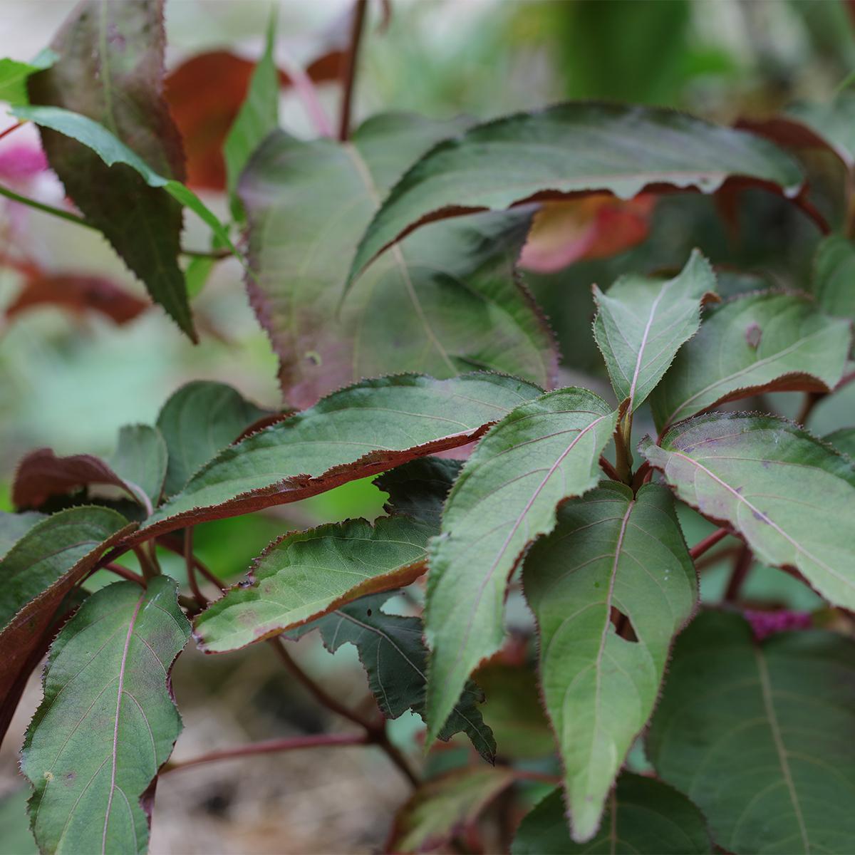 Hydrangea aspera Rosemary Foster - Hortensia à fleurs rose violacé et ...