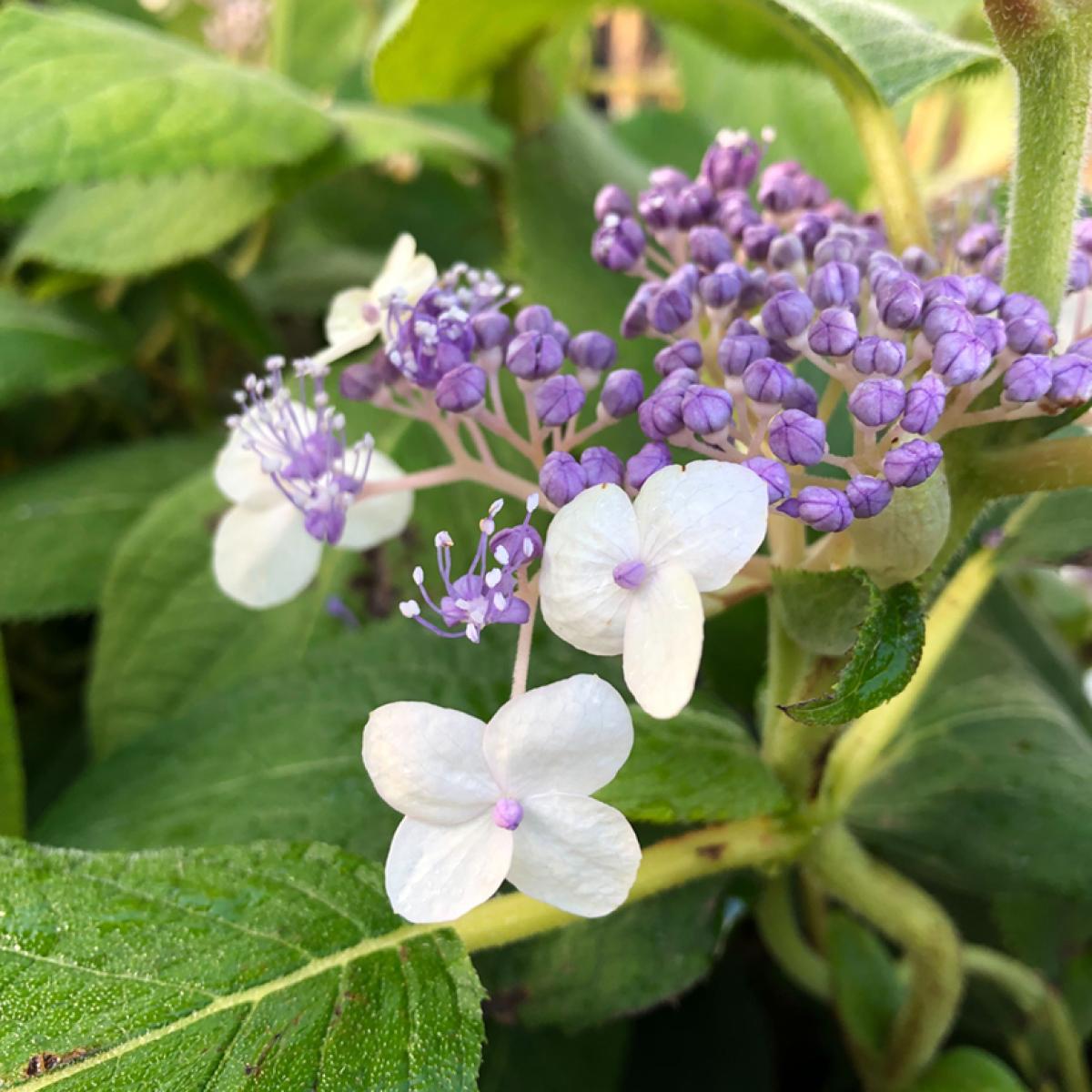 Hydrangea involucrata Late Love - Hortensia à boutons de pivoine