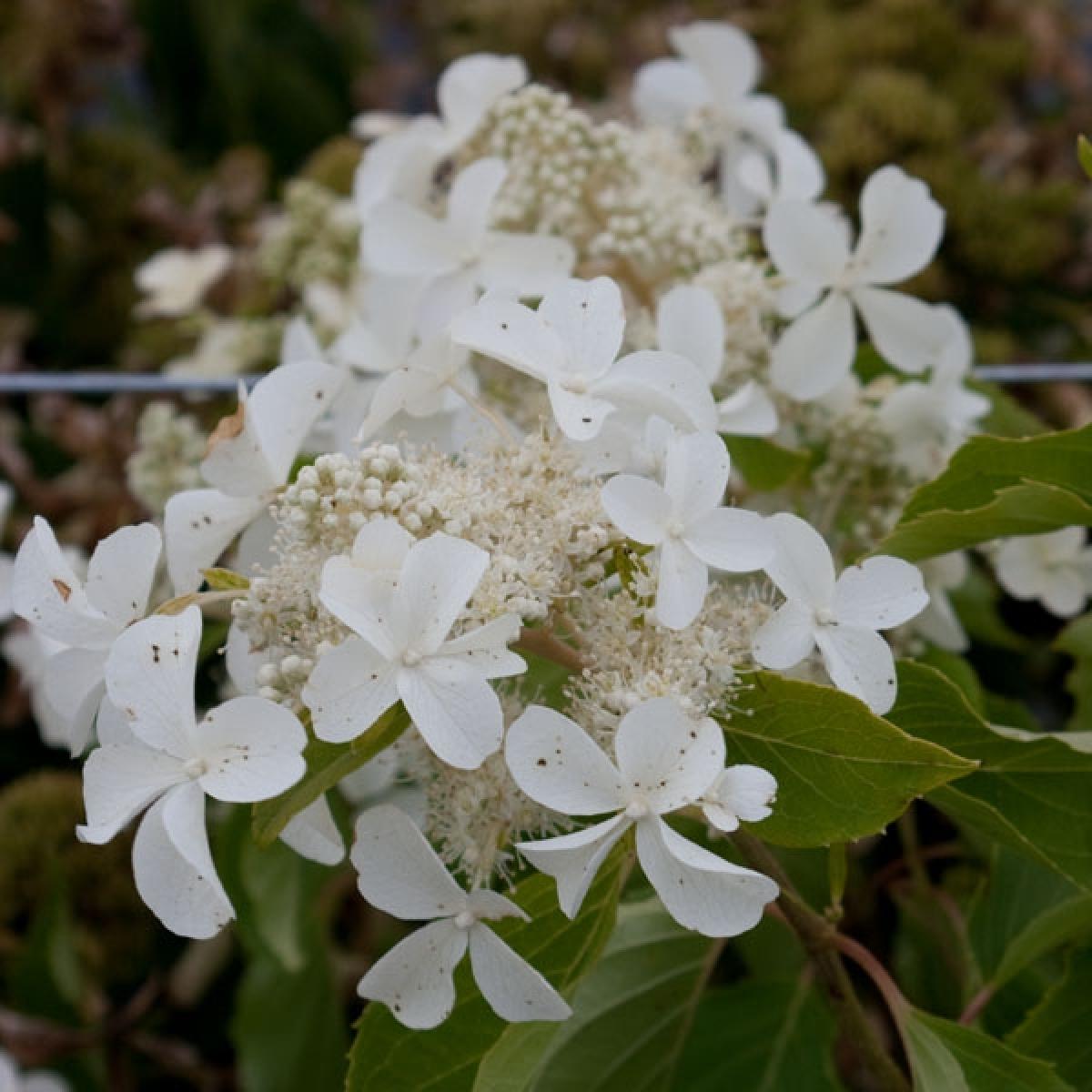 Hydrangea paniculata Levana – Grand Hortensia arbustif à fleurs énormes