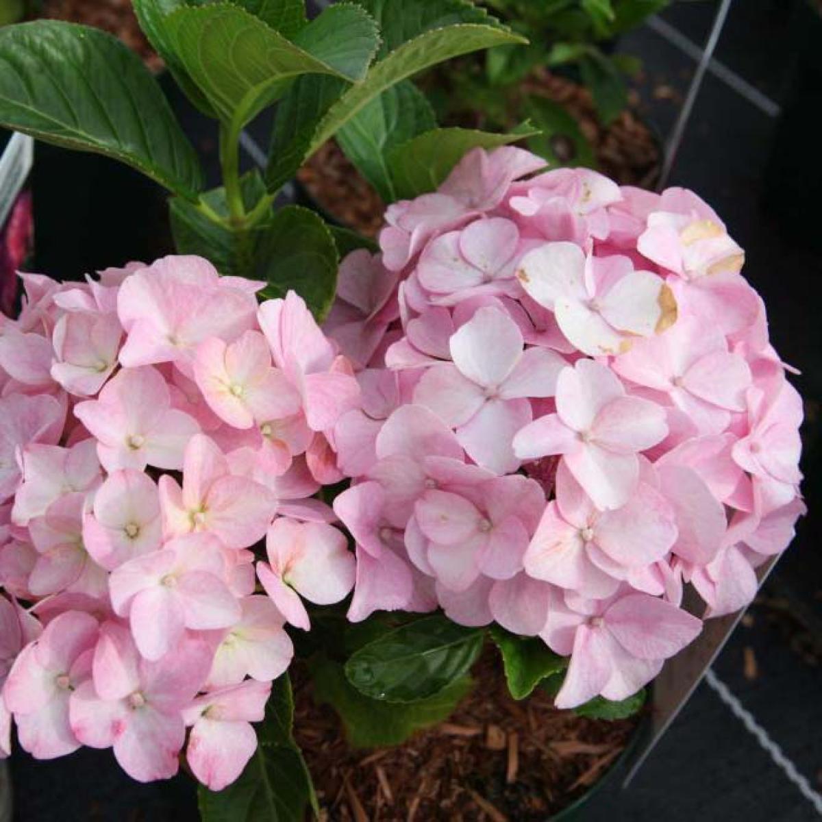 Hydrangea macrophylla Belle Séduction - Hortensia à grandes fleurs rose