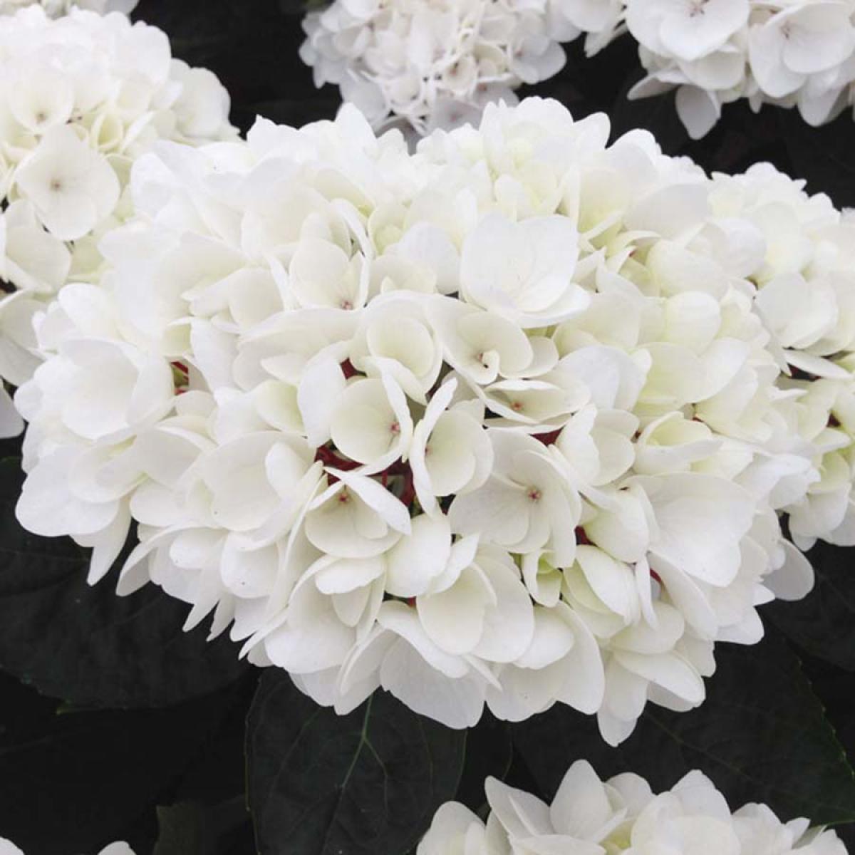 Hydrangea macrophylla Choco Pur® - Hortensia blanc à bois noir