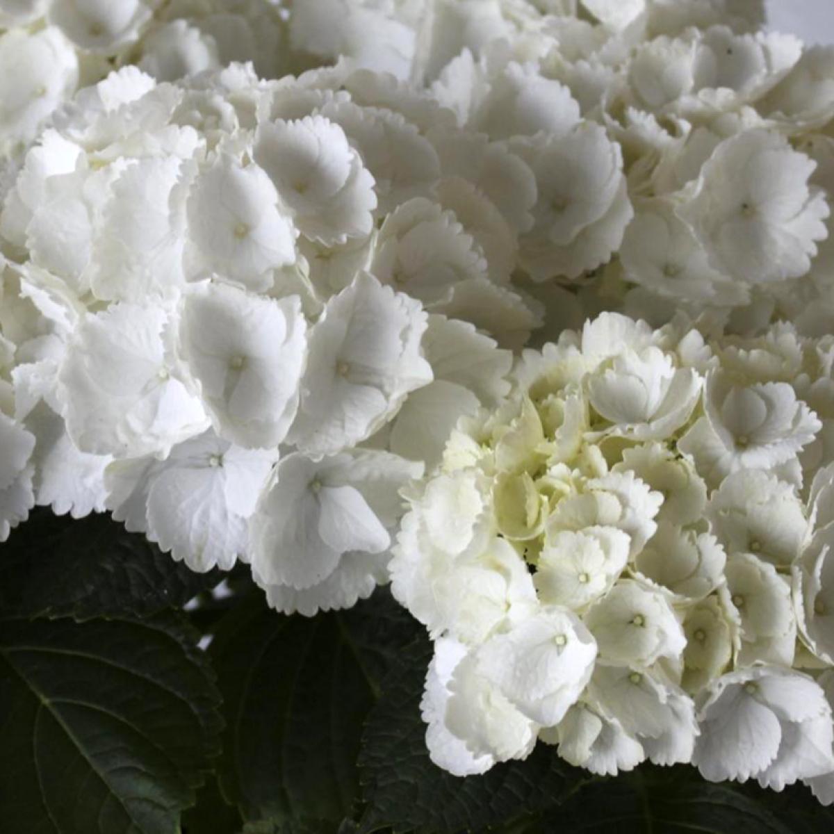 Hydrangea macrophylla Everbloom White Wonder - Hortensia très robuste à ...