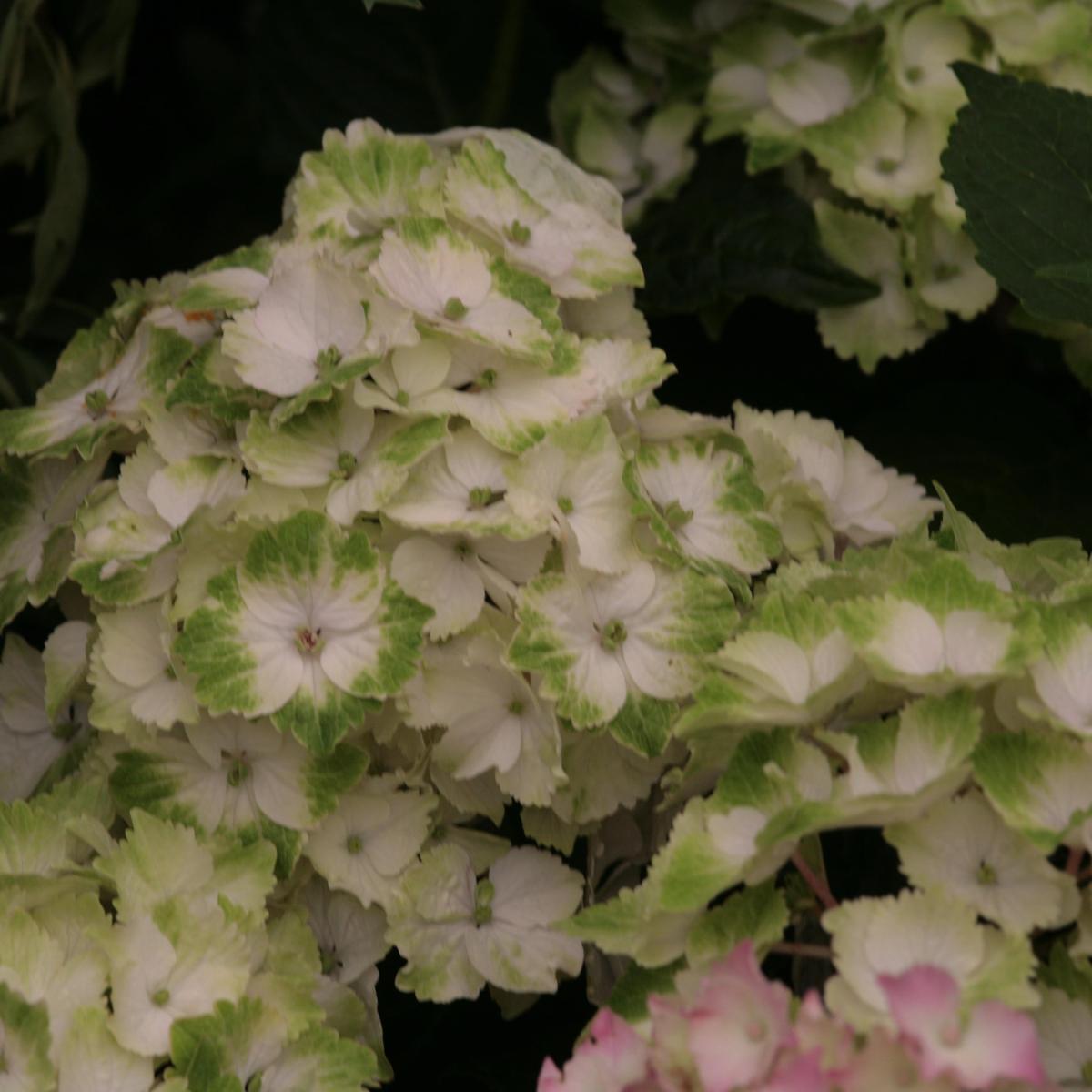 Hydrangea macrophylla Magical Noblesse – Hortensia aux tons changeants