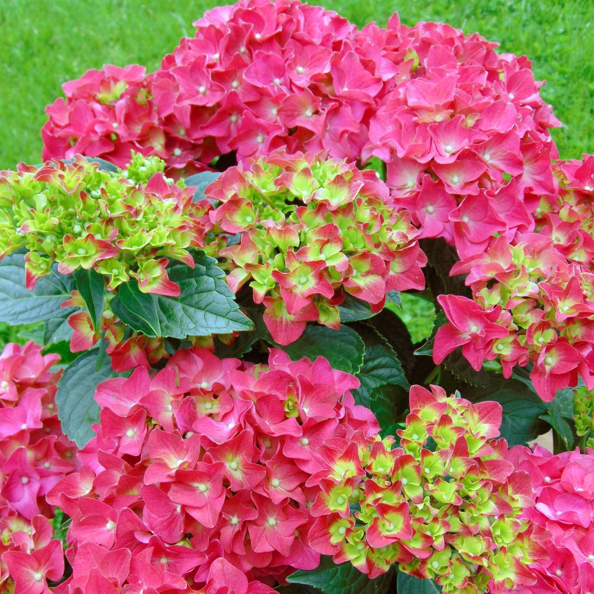 Hydrangea macrophylla Red Reggae - Hortensia à fleurs rose-rouge foncé