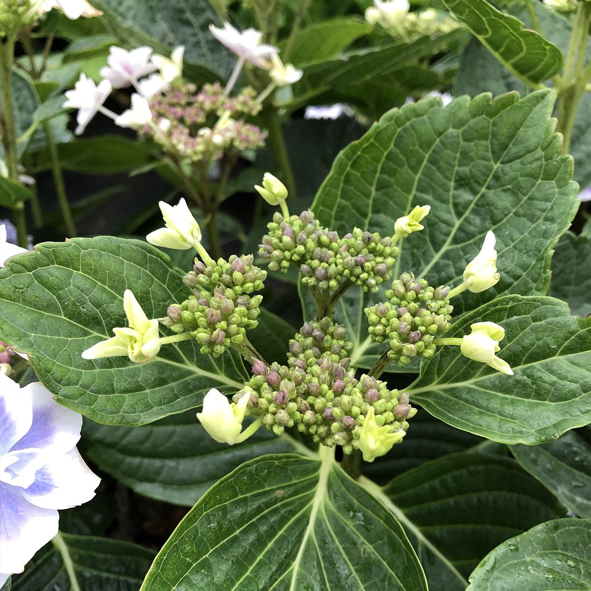 Hydrangea macrophylla Stargazer - Hortensia à fleurons stériles triples