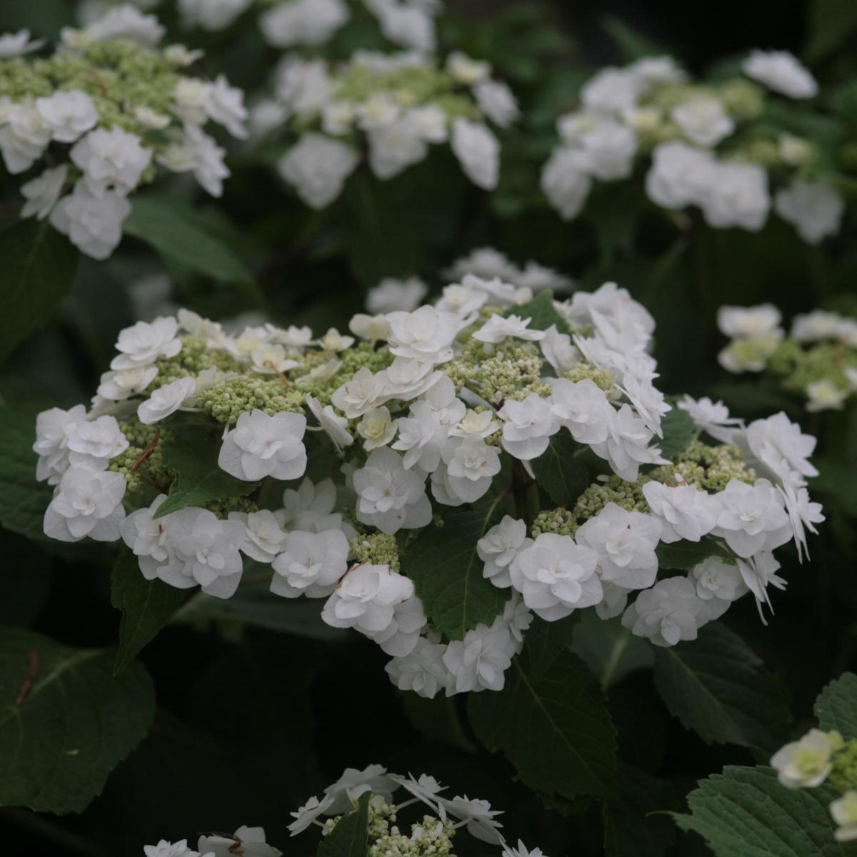 Hydrangea macrophylla Wedding Gown - Hortensia à fleurons triples blancs
