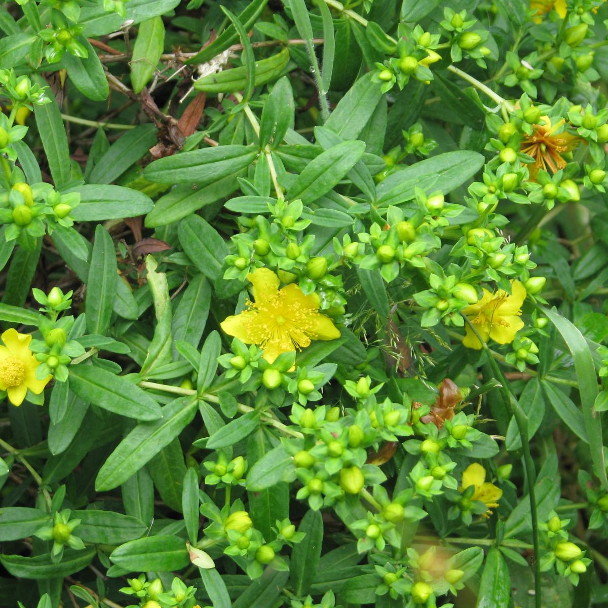 Hypericum kalmianum Gemo – Millepertuis lumineux à fleurs jaune d'or