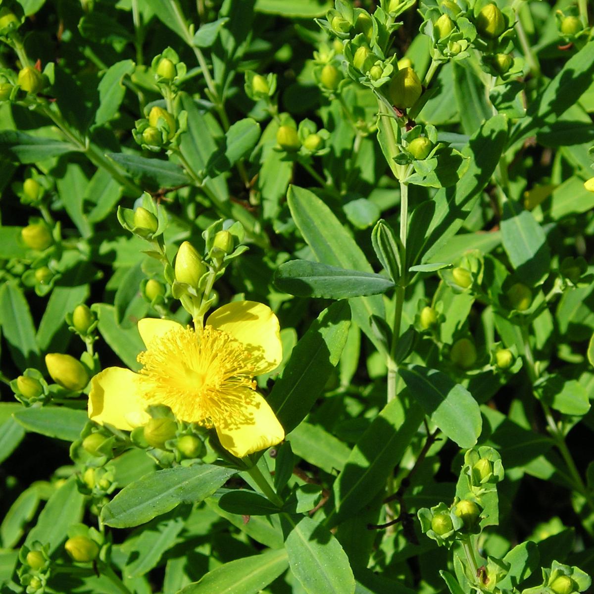 Hypericum kalmianum Gemo – Millepertuis lumineux à fleurs jaune d'or