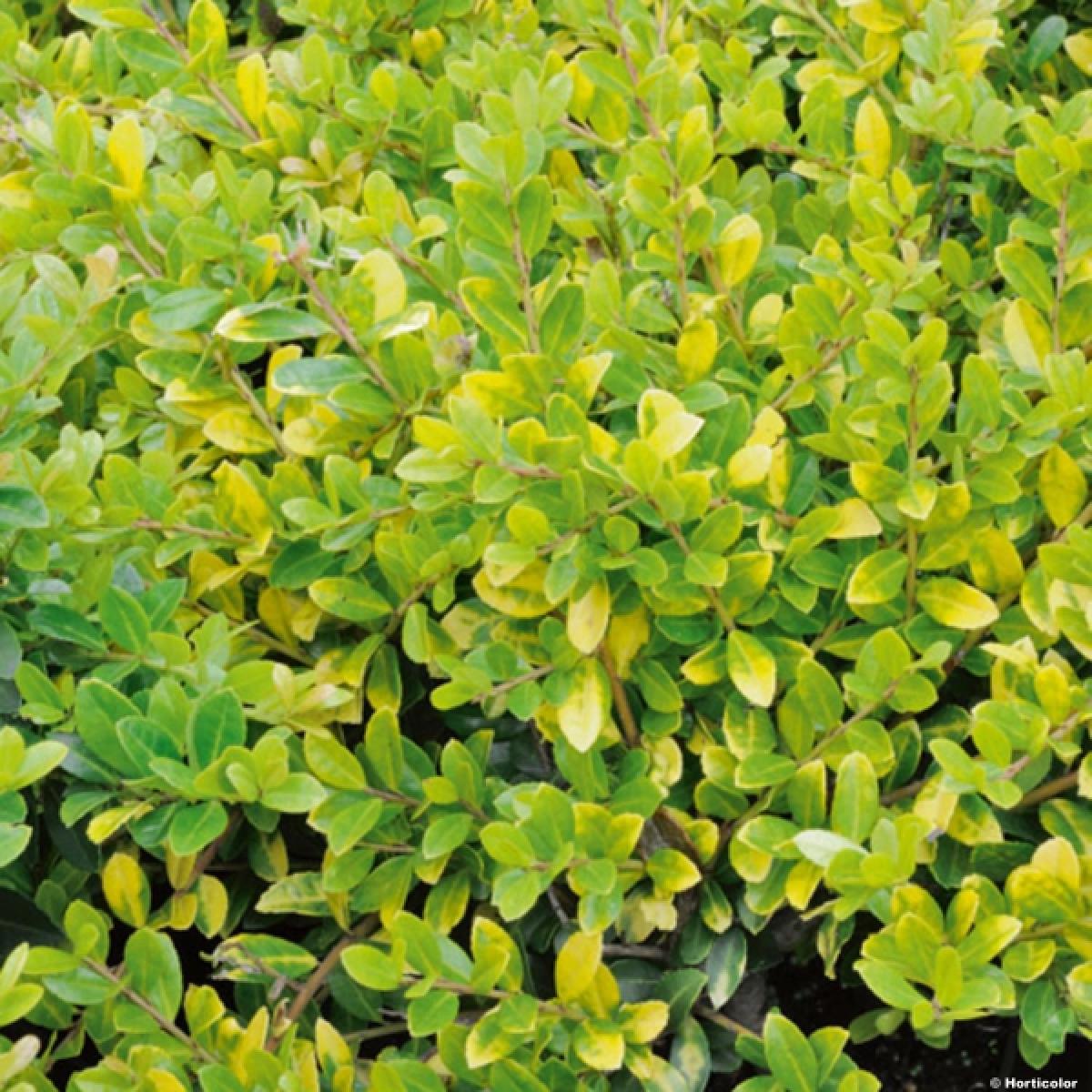 Ilex crenata Golden Gem - Houx crénelé couvre-sol à feuillage doré