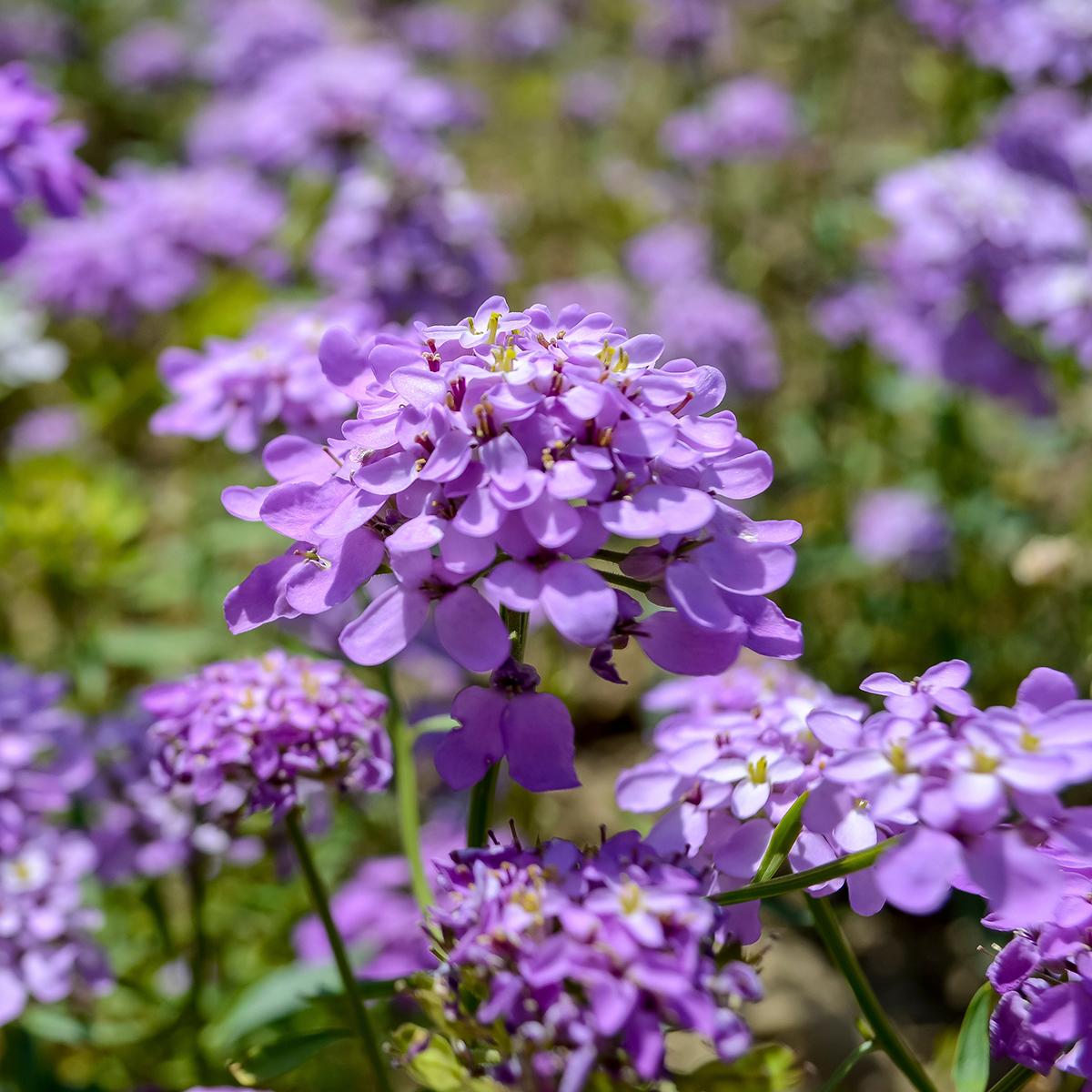 Iberis sempervirens Absolutely Amethyst - Corbeille d'argent - Thlaspi ...