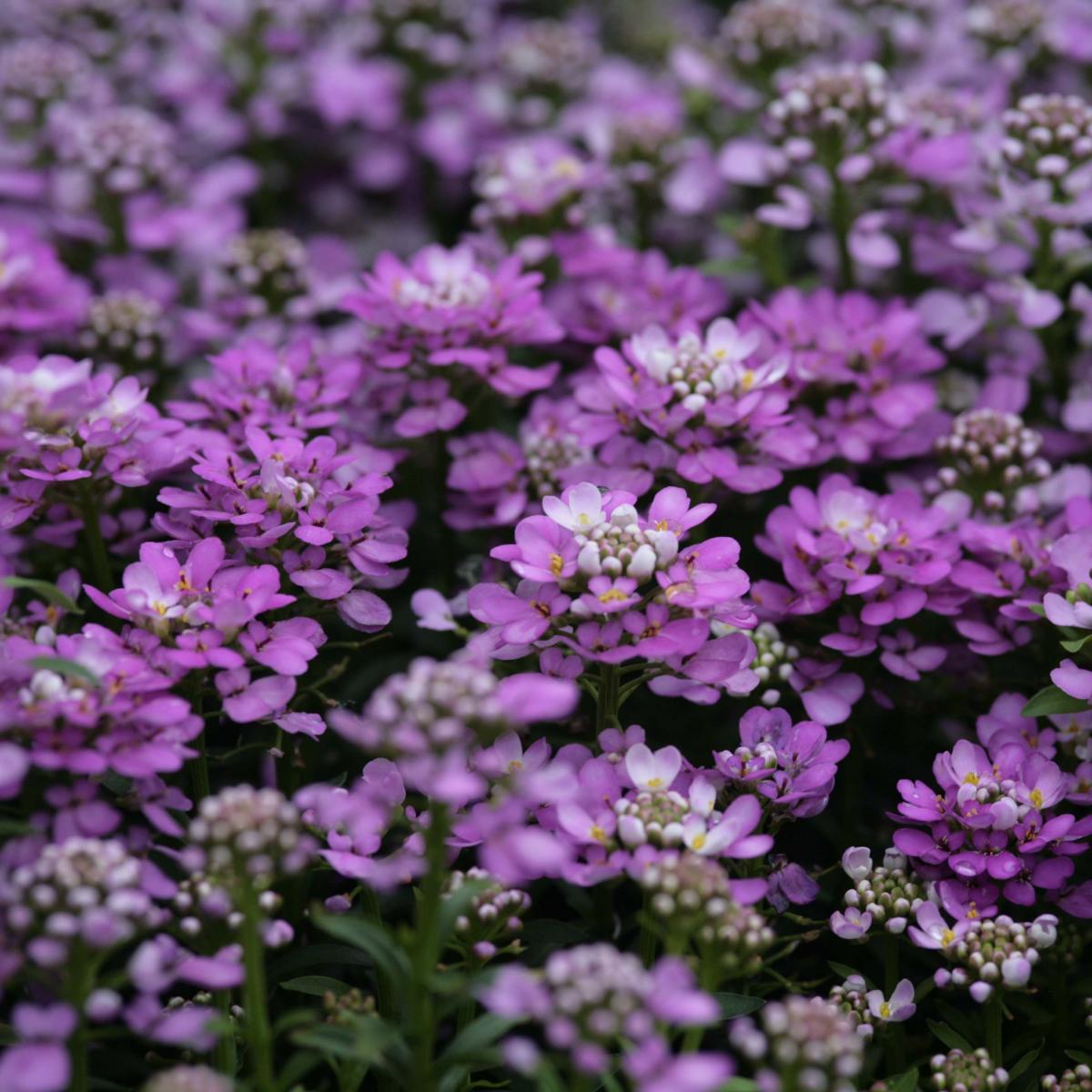 Iberis sempervirens Absolutely Amethyst - Corbeille d'argent - Thlaspi ...