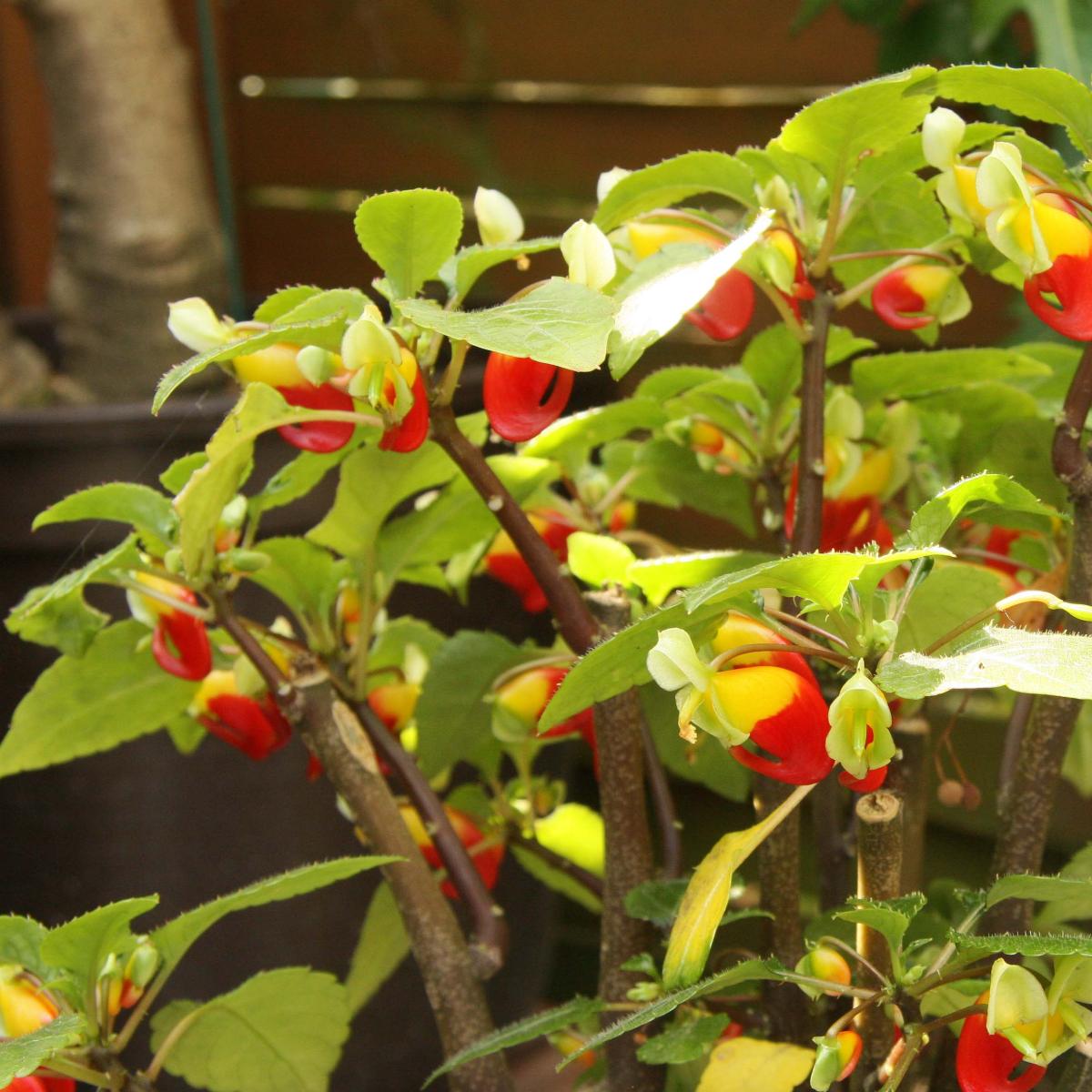 Impatience de Zanzibar - Impatiens niamniamensis - Bec de perroquet ...