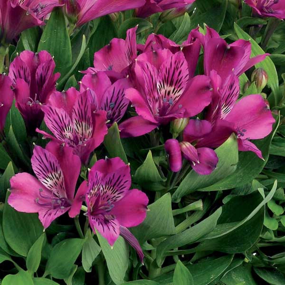 Alstroemeria Inticancha Machu - Lis des Incas, alstroémère compact à ...