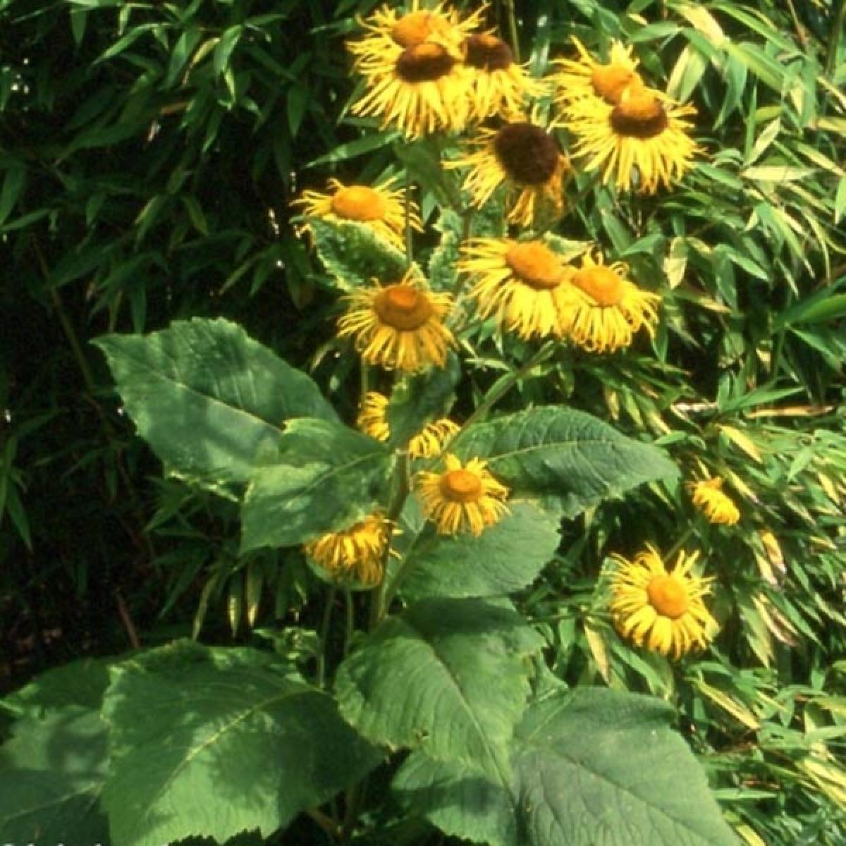 Inula magnifica - De grandes feuilles et fleurs de marguerites jaune d'or