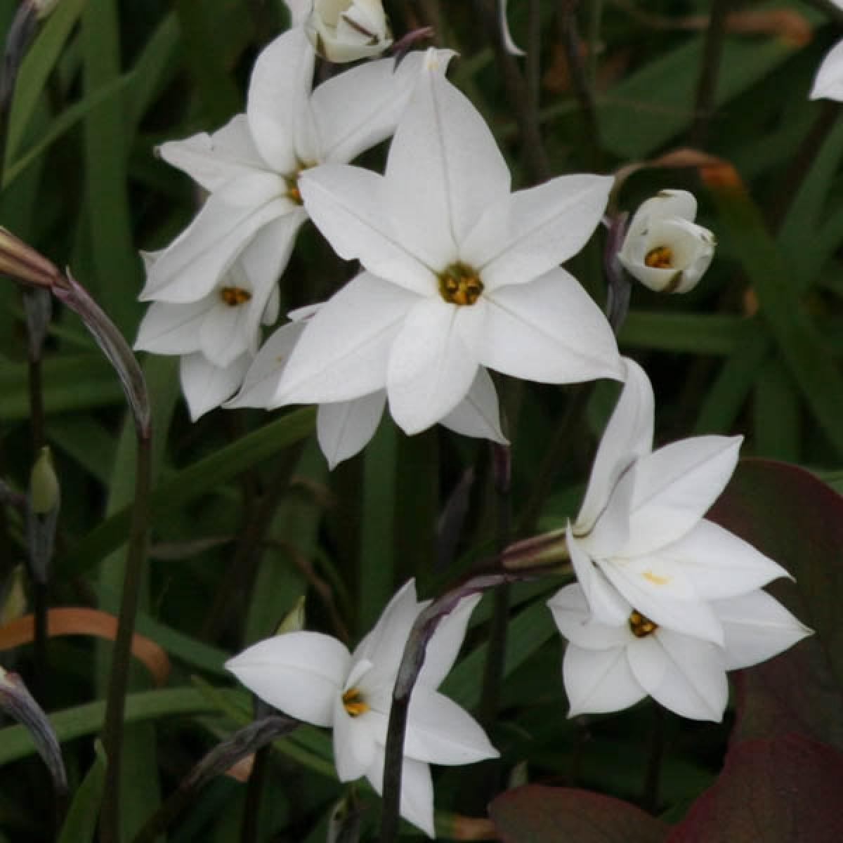 Ipheion uniflorum White Star - Etoile de printemps - un bulbe ...