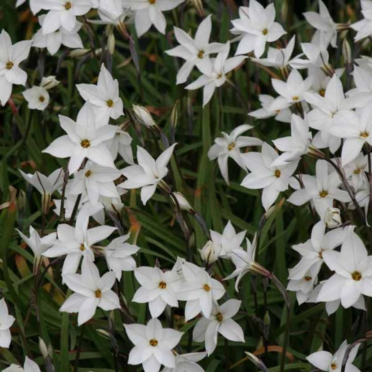Ipheion uniflorum White Star - Etoile de printemps - un bulbe ...