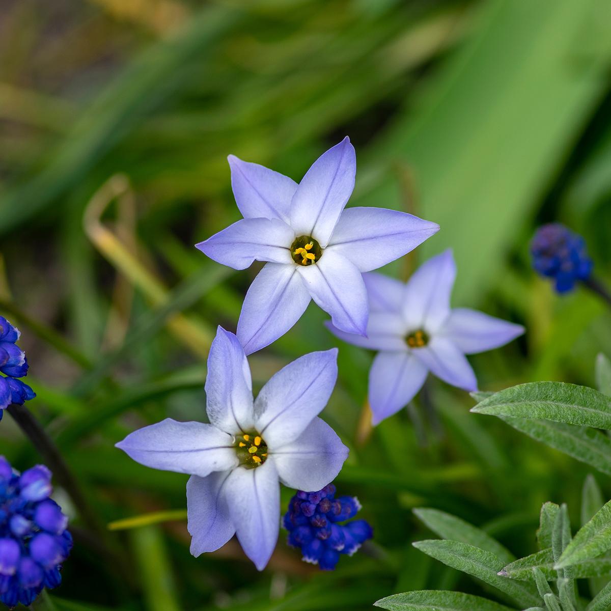 Ipheion uniflorum Wisley Blue - Etoile de printemps - Un bulbe ...