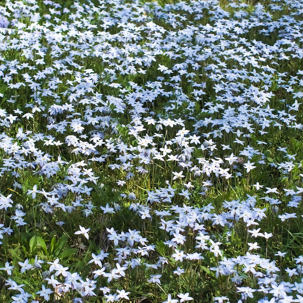 Ipheion uniflorum - Étoile de printemps - Bulbe