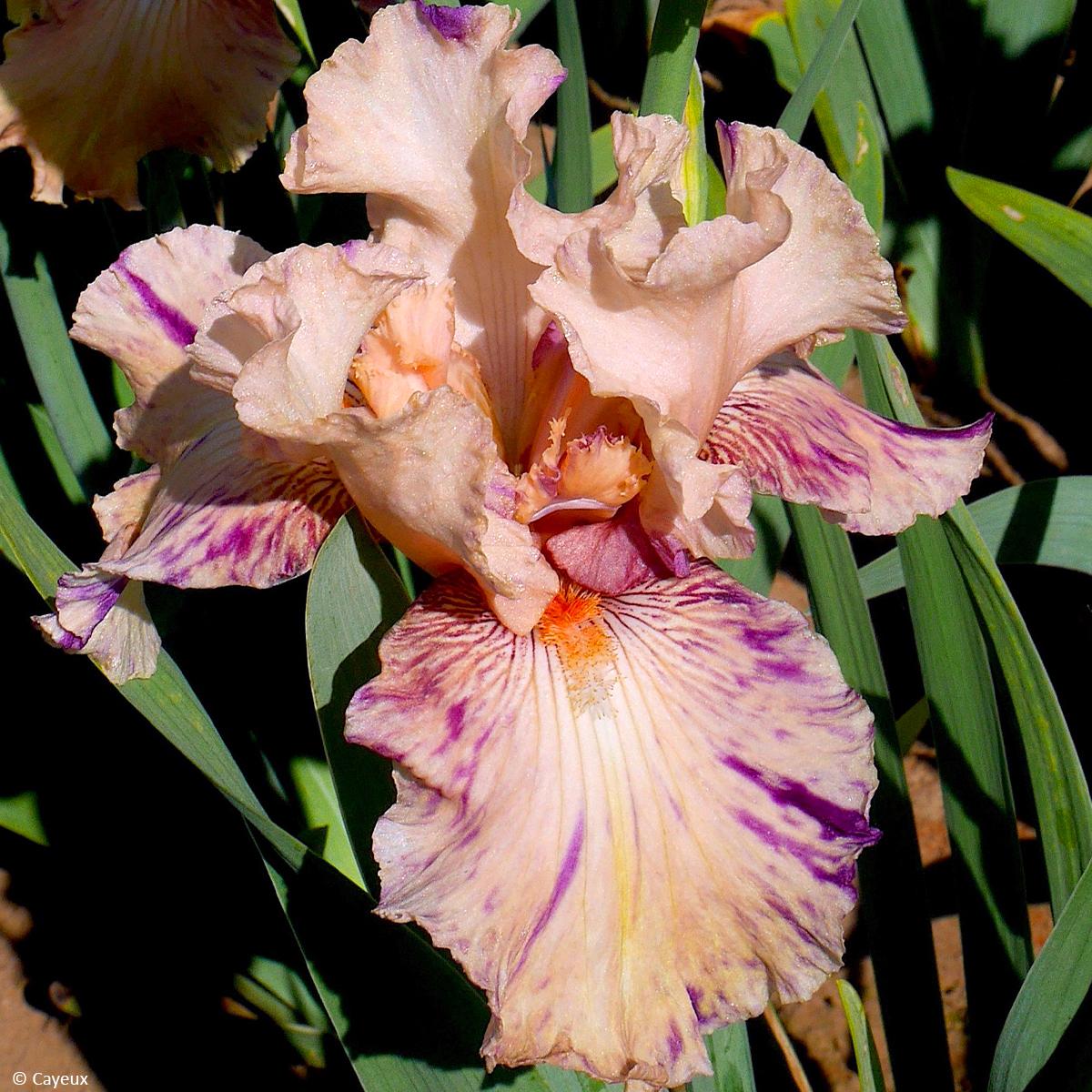 Iris germanica Brindled Beauty - Iris des Jardins à fleur blanche ...