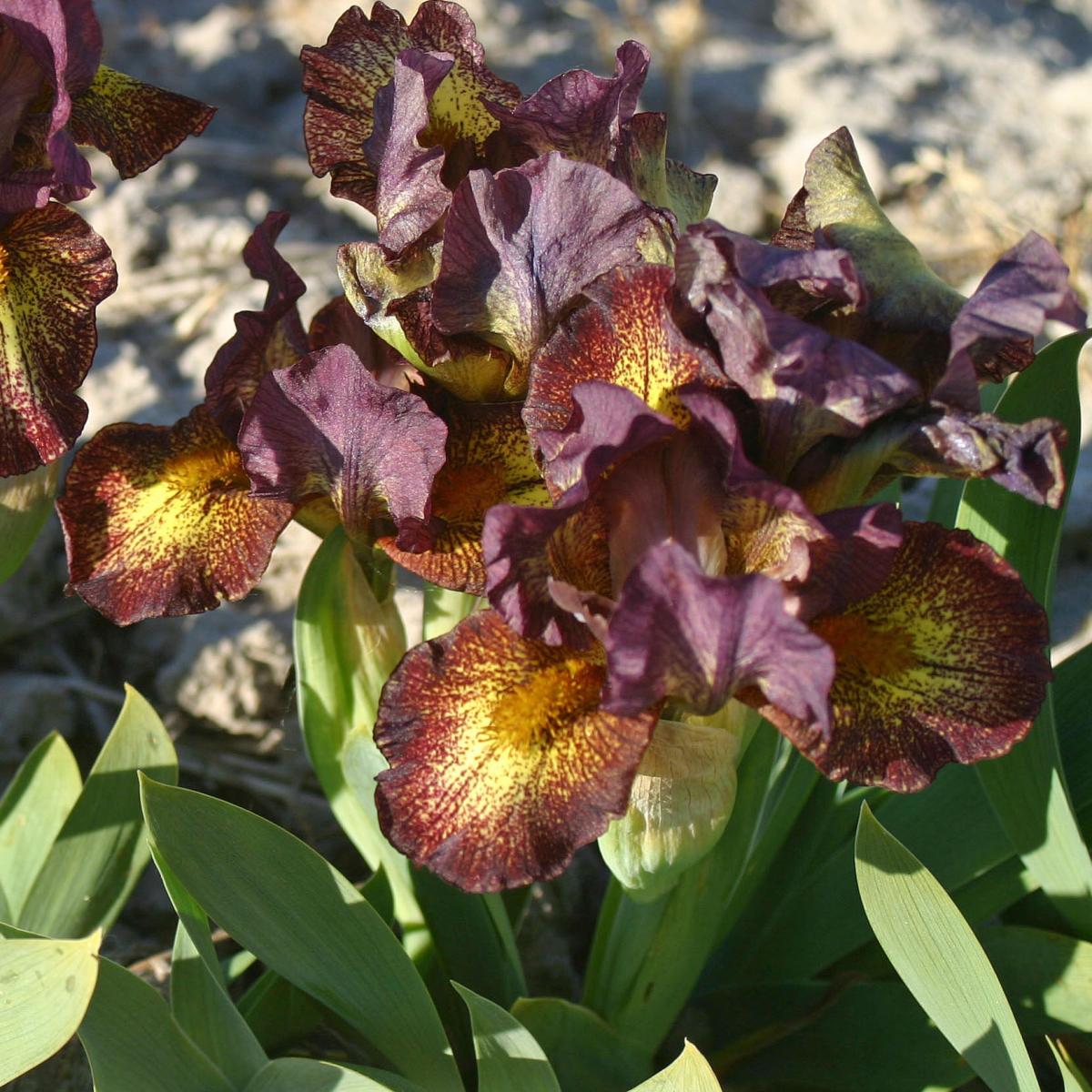Iris germanica Firestorm - Lilliput - Iris des Jardins nain, violet brun