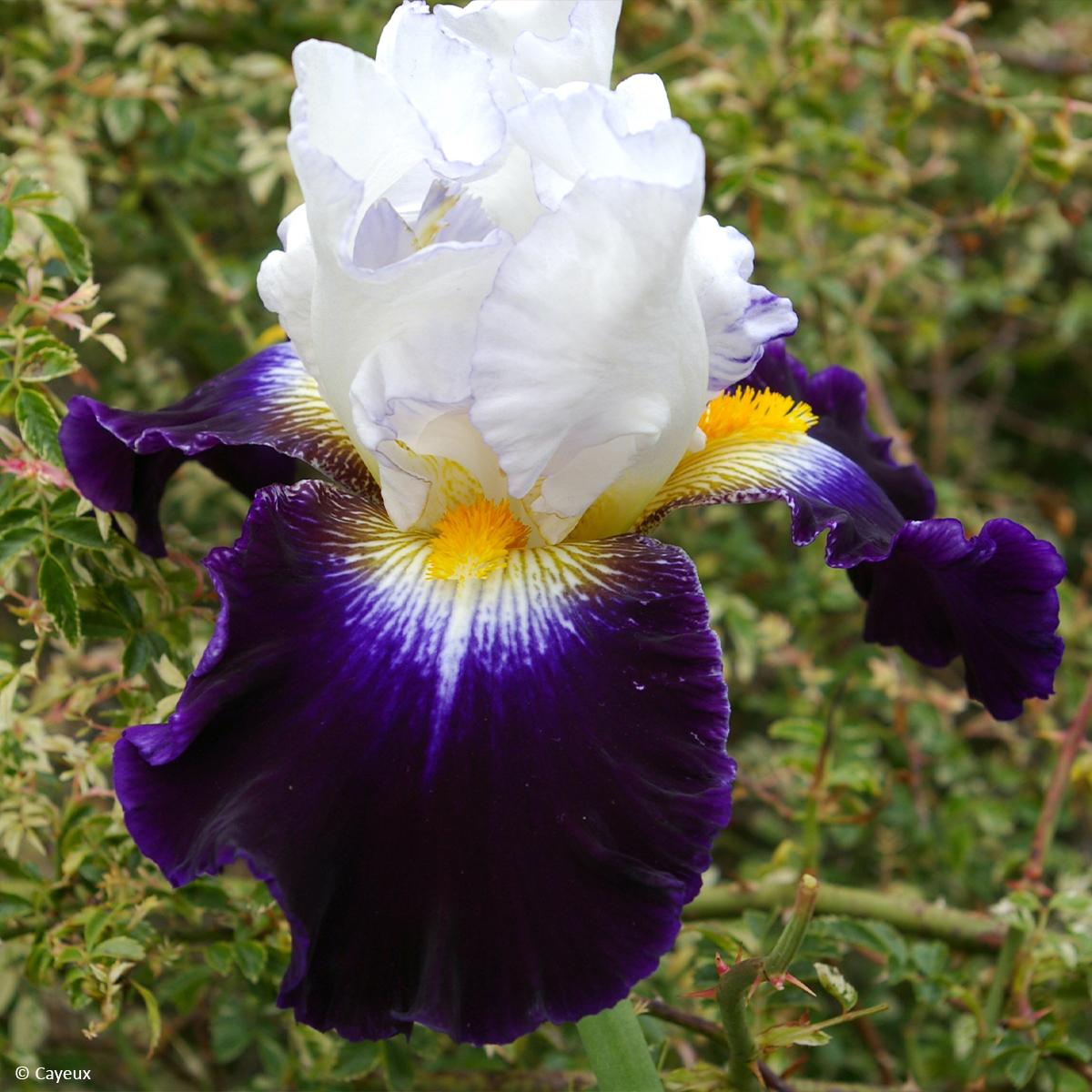 Iris Noctambule - Iris des Jardins à fleur bicolore blanche et bleu noir