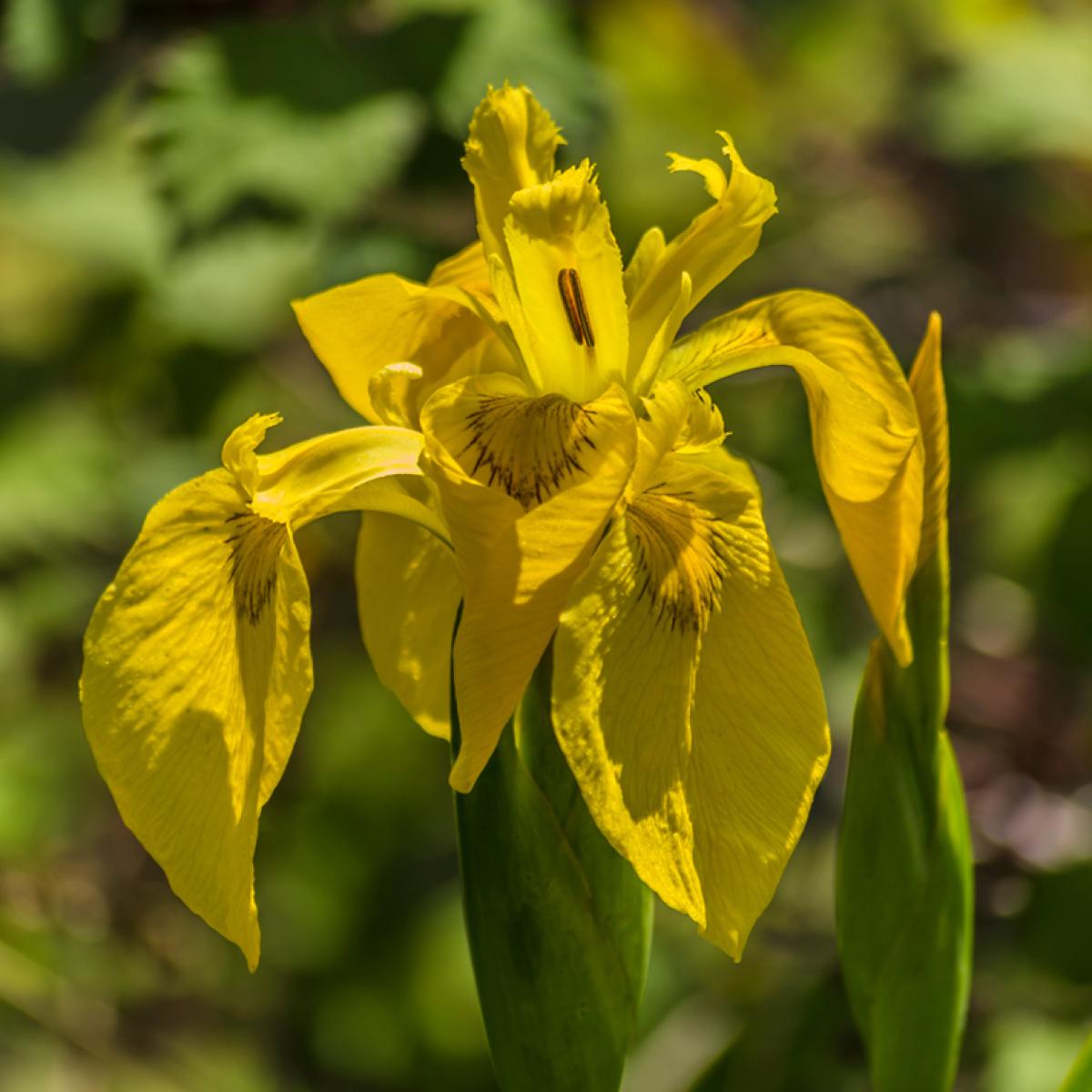 Iris pseudacorus Plena - Iris d'eau, des Marais - De jolies fleurs ...