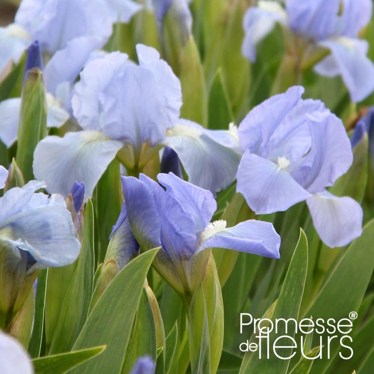 Iris pumila Blue Denim - Lilliput - Iris des Jardins bleu clair, nain