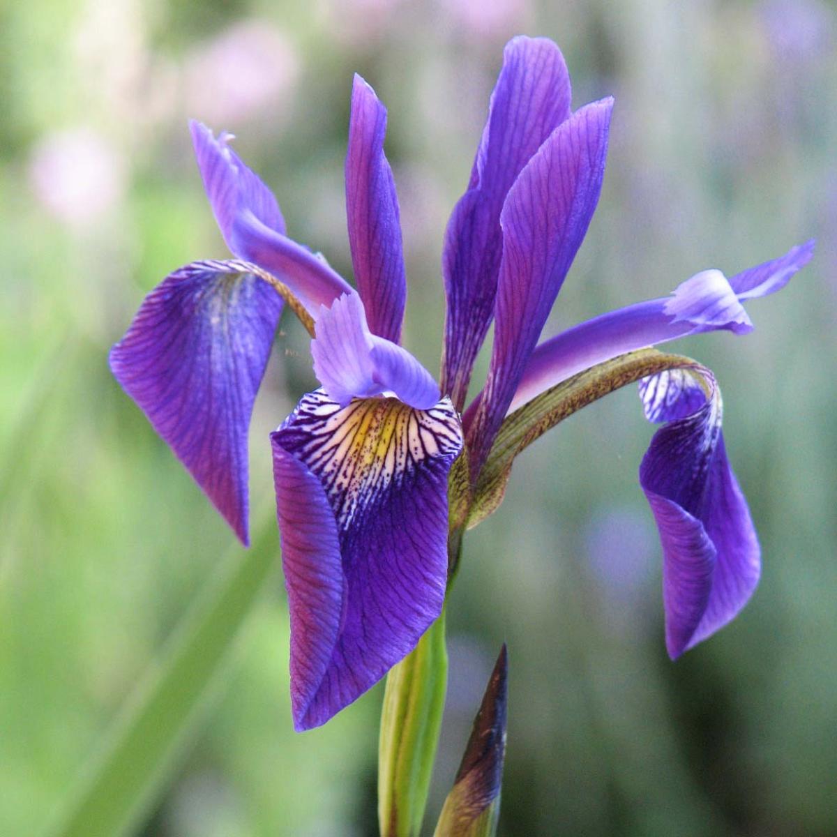 Iris (x) robusta Dark Aura - Iris de sol frais à humide, à fleurs bleu ...