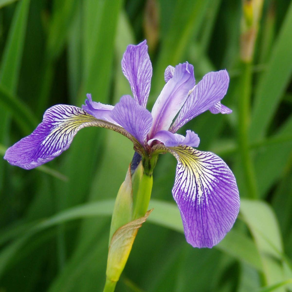 Iris versicolor - Iris versicolore - Grand iris de zones humides, aux ...
