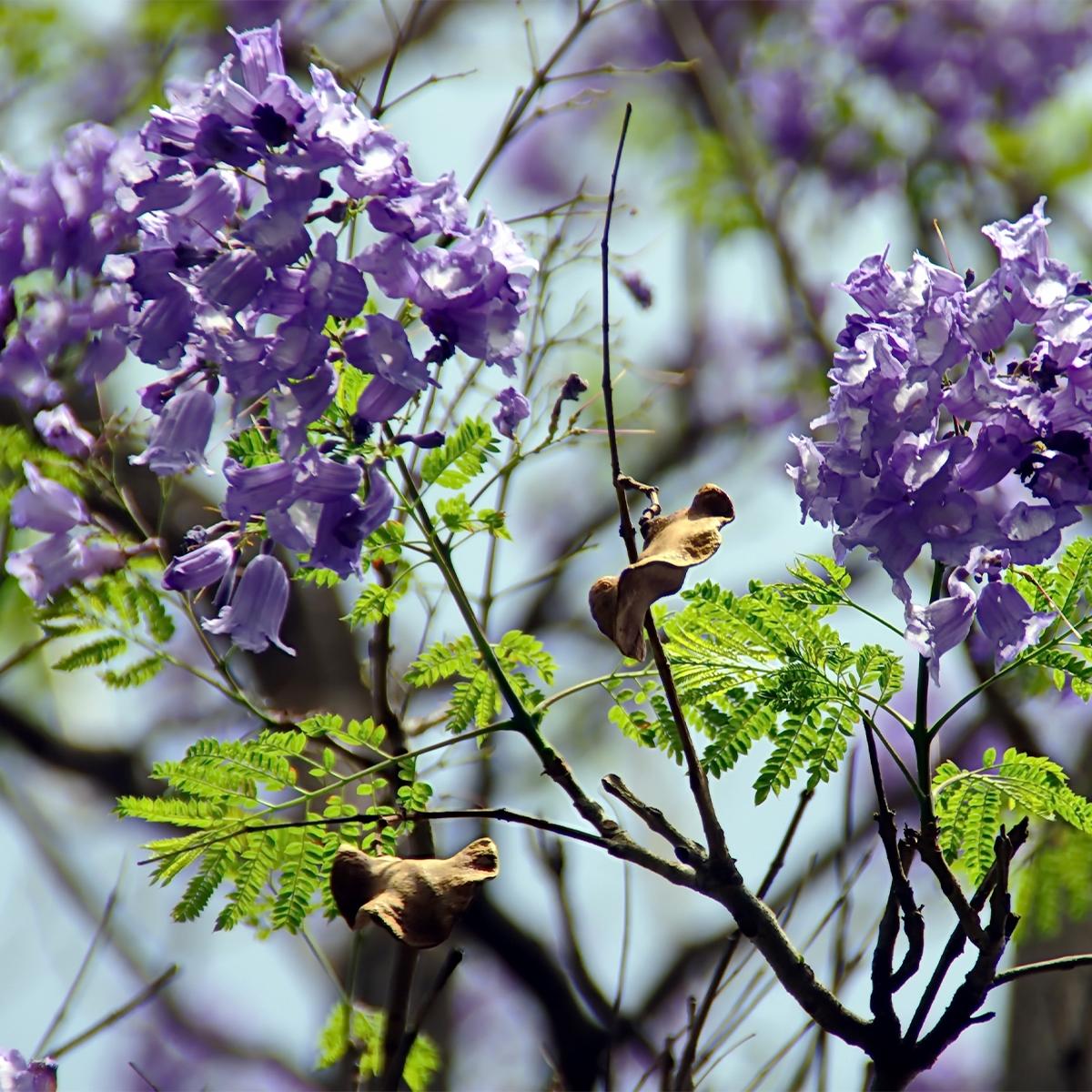 Flamboyant bleu - Jacaranda mimosifolia - Arbre tropical à floraison ...