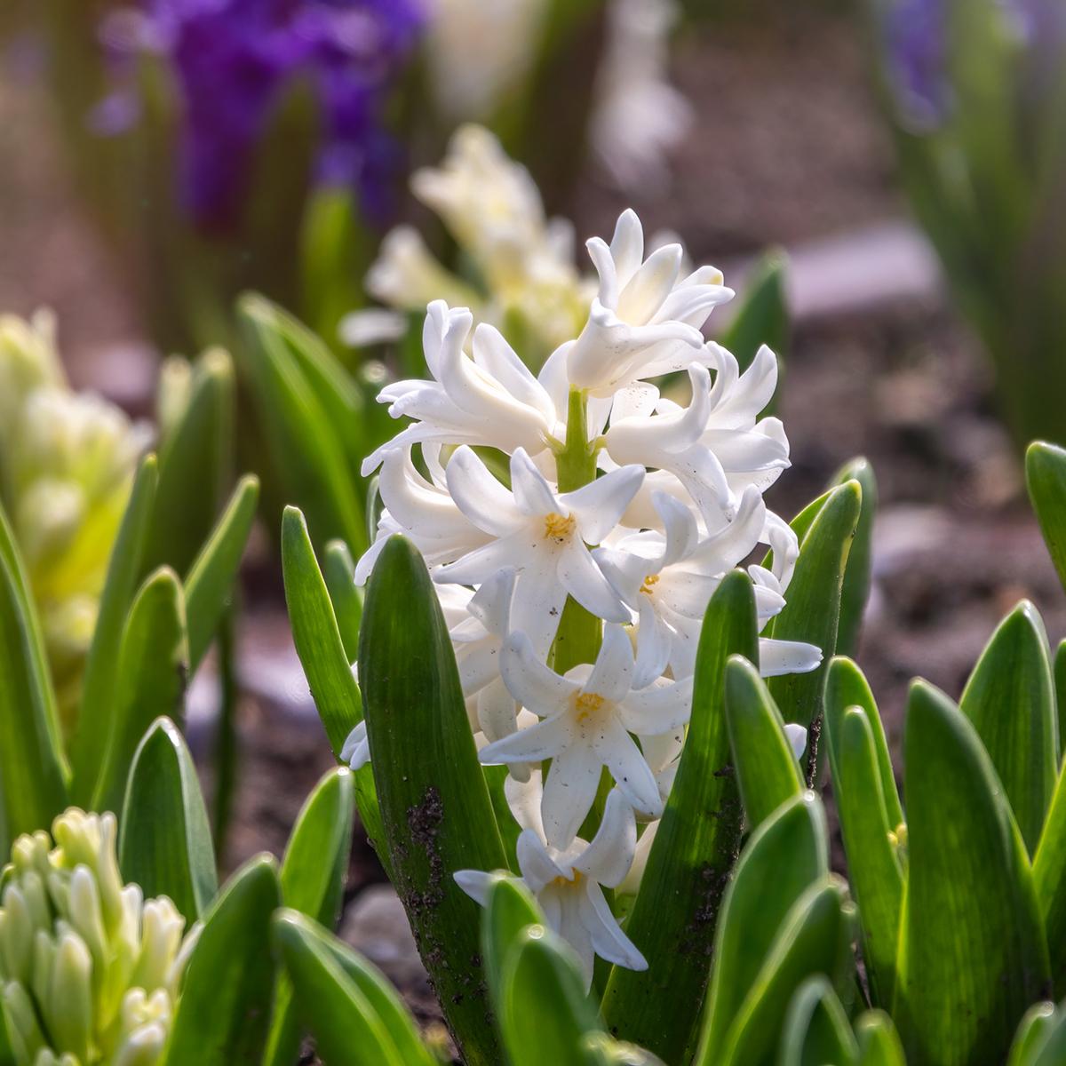 Jacinthe Carnegie - Hyacinthus orientalis - Bulbeuse rustique à fleurs simples d'un blanc pur ...