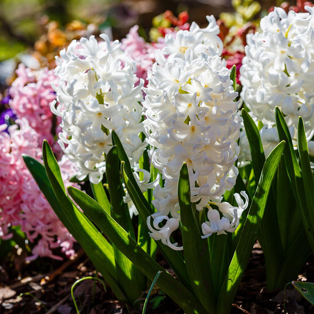 Jacinthe Carnegie - Hyacinthus orientalis - Bulbeuse rustique à fleurs ...