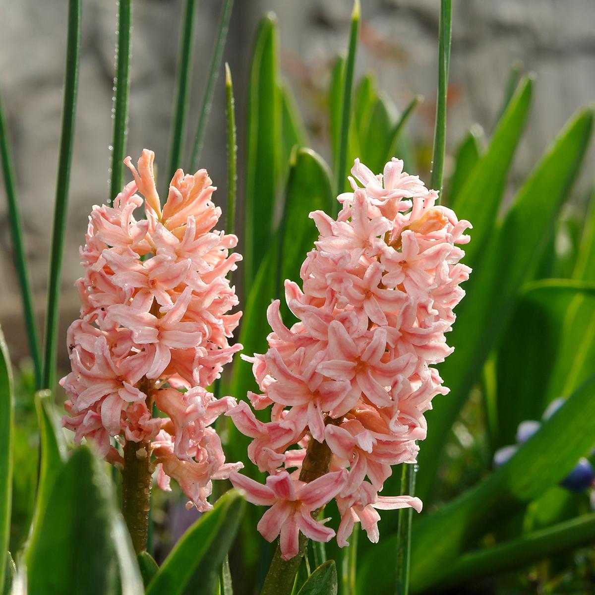 Jacinthe Gipsy Queen - Hyacinthus (x) orientalis.