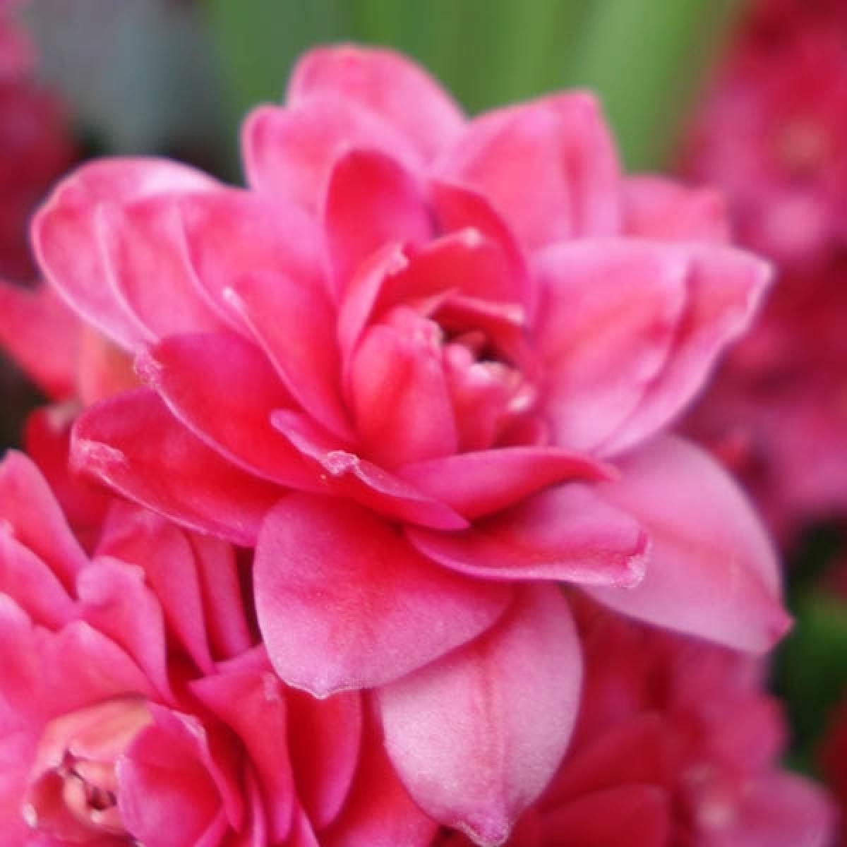 Jacinthe double Hollyhock - Hyacinthus (x) orientalis