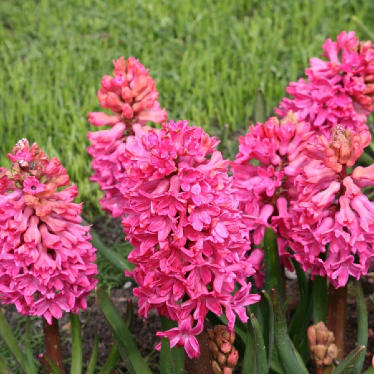 Jacinthe Jan Bos - Hyacinthus (x) orientalis - Variété précoce, très parfumées.
