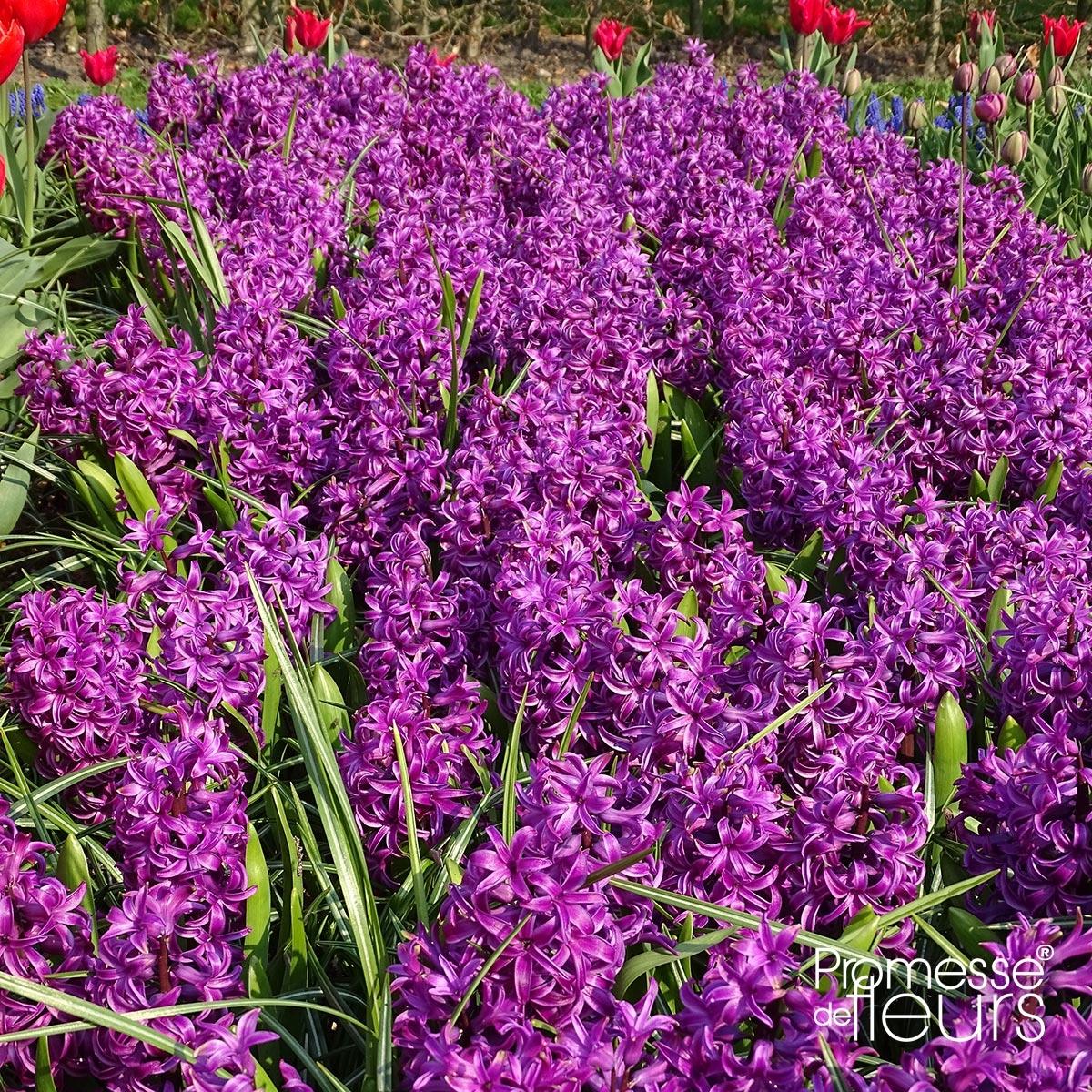 Jacinthe Purple Sensation - Hyacinthus orientalis - Bulbe à fleurs ...
