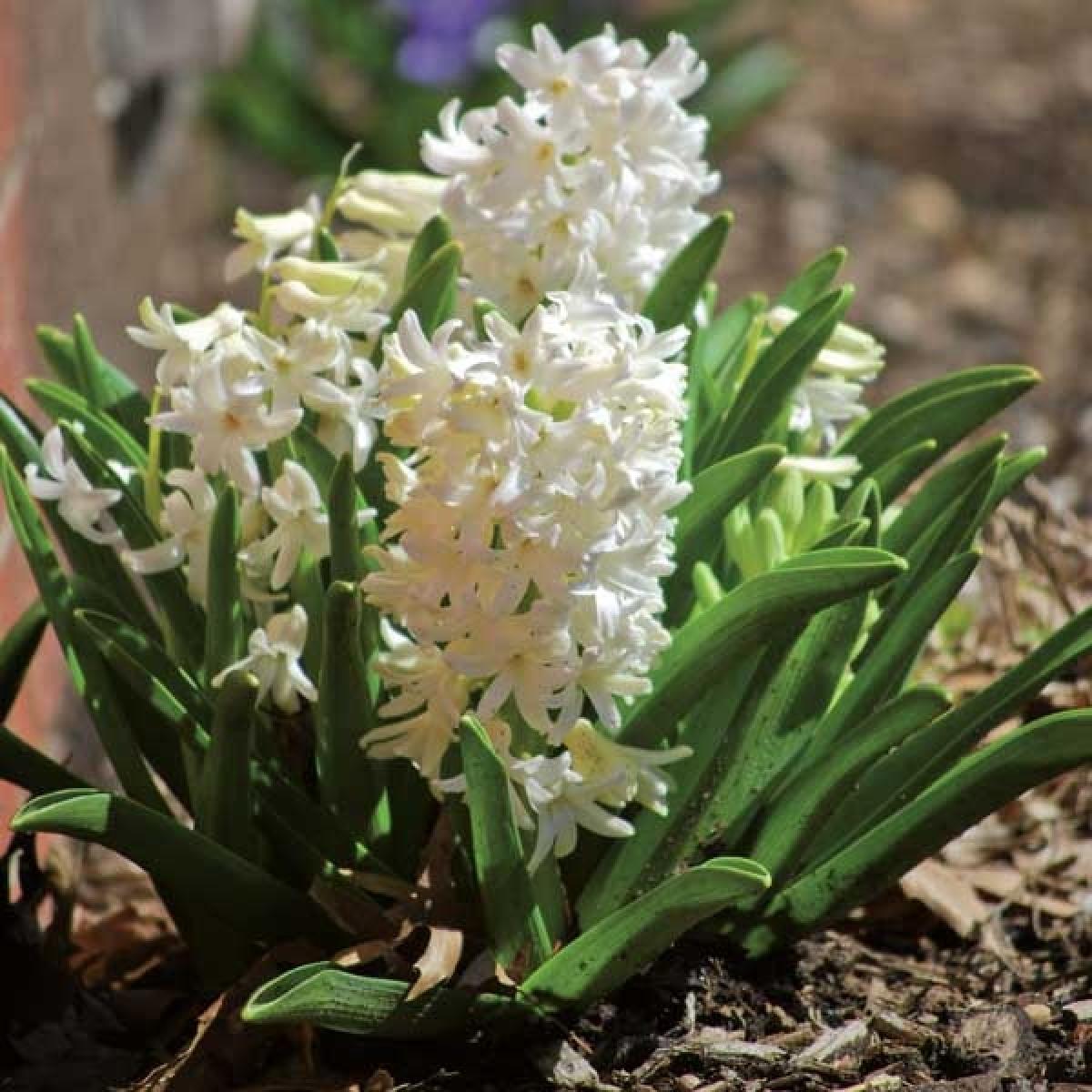 Jacinthe Carnegie - Hyacinthus orientalis - Bulbeuse rustique à fleurs ...