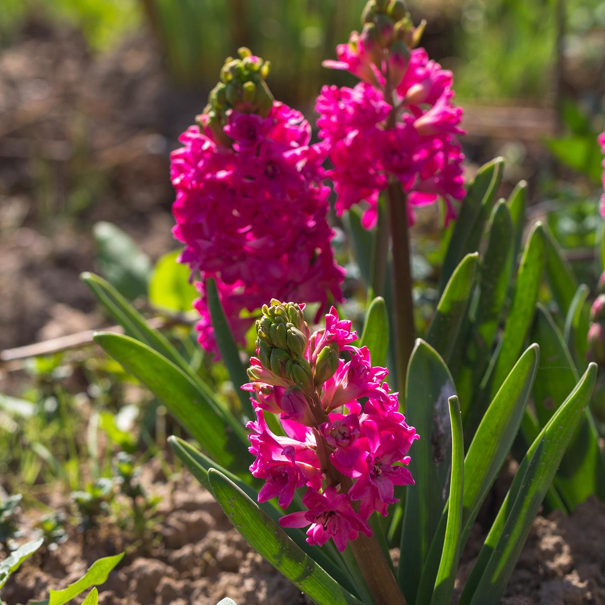 Jacinthe - Hyacinthus (x) orientalis Red Diamond aux fleurs doubles ...