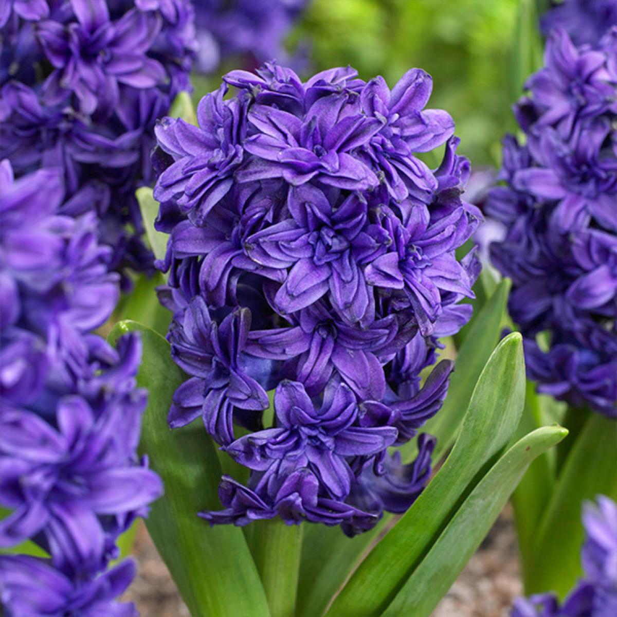 Jacinthe double Twin Pearl - Hyacinthus orientalis - Bulbeuse à fleurs ...