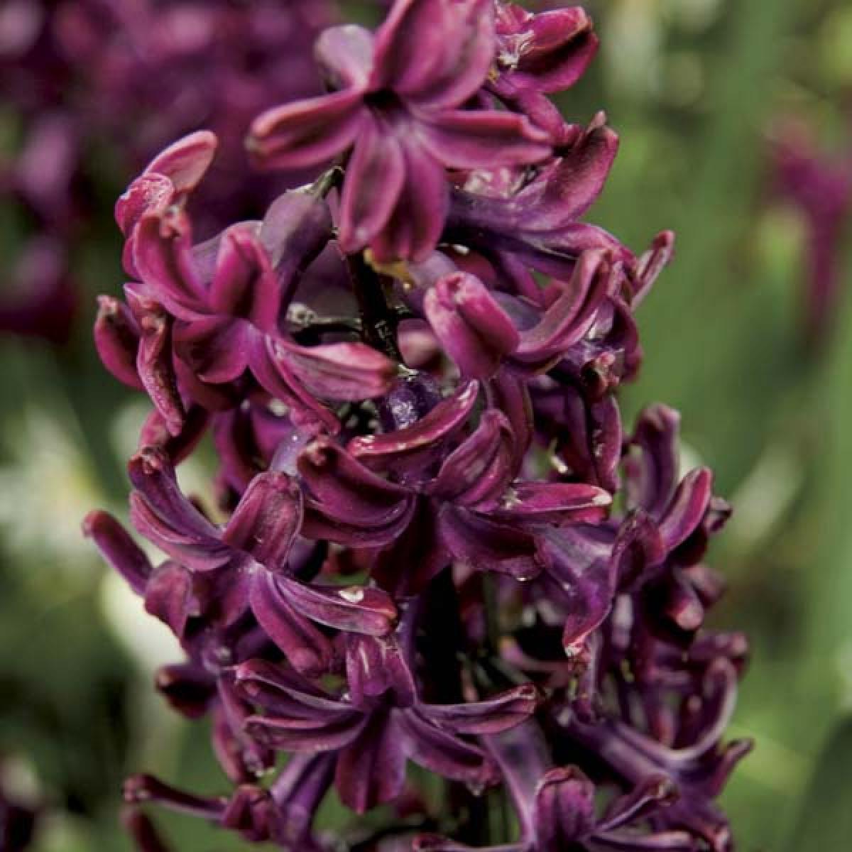 Jacinthe Woodstock - Hyacinthus (x) orientalis - Variété aux fleurs simples, d'un rare coloris ...