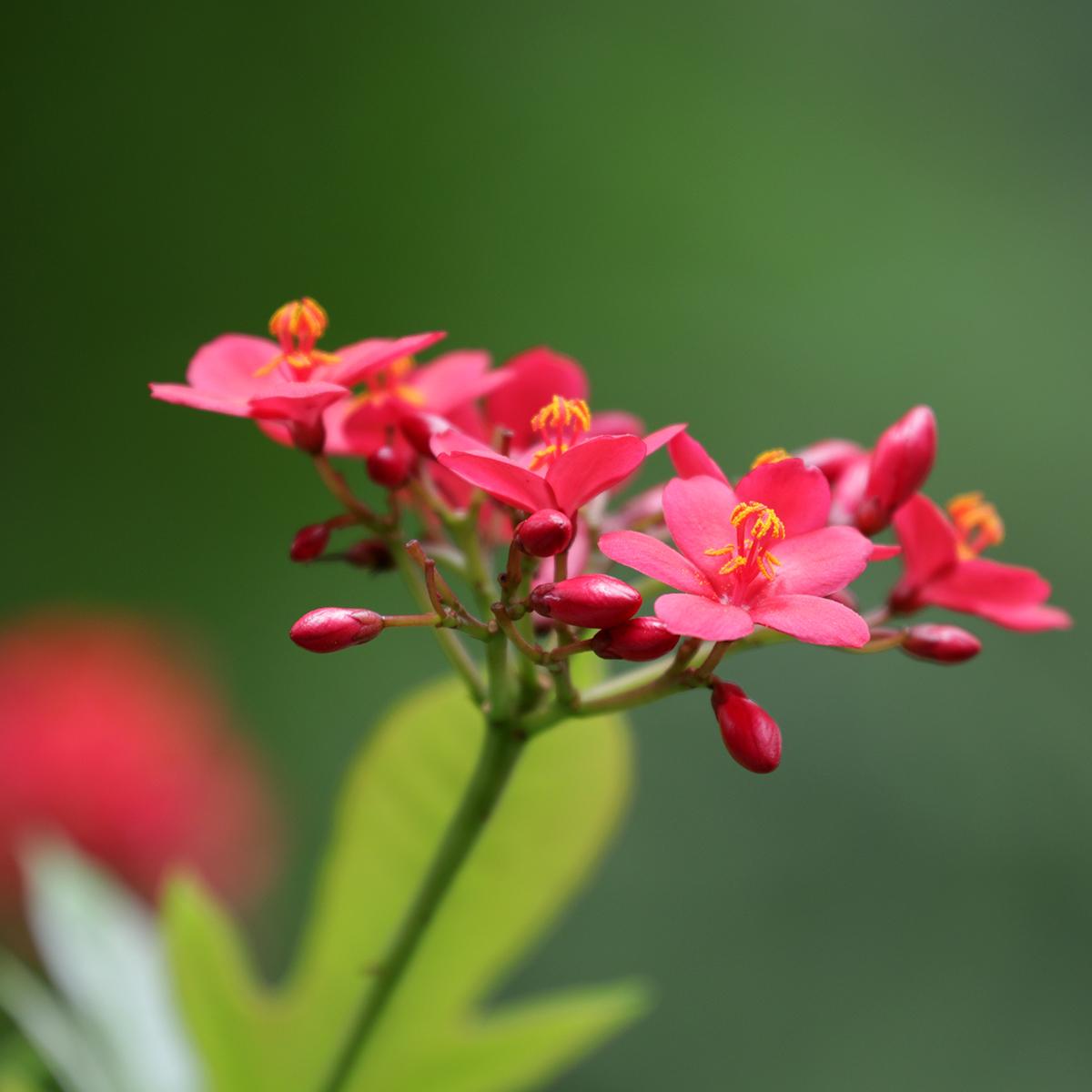 Jatropha integerrima - Jatropha fleur - Euphorbiaceae - Arbuste exotique