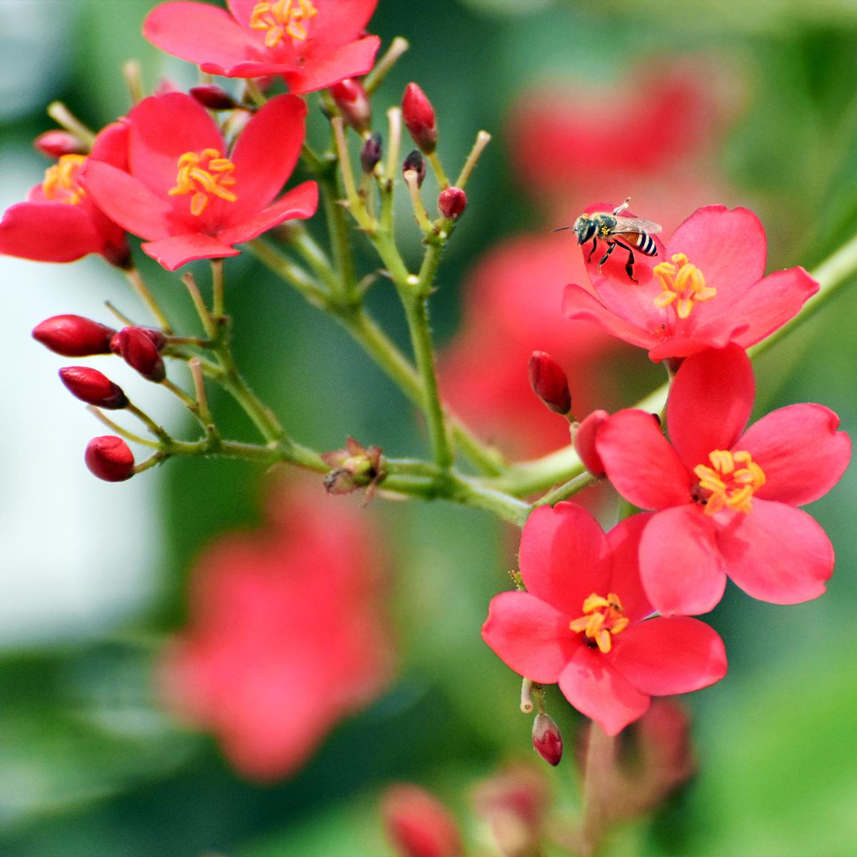 Jatropha integerrima - Jatropha fleur - Euphorbiaceae - Arbuste exotique