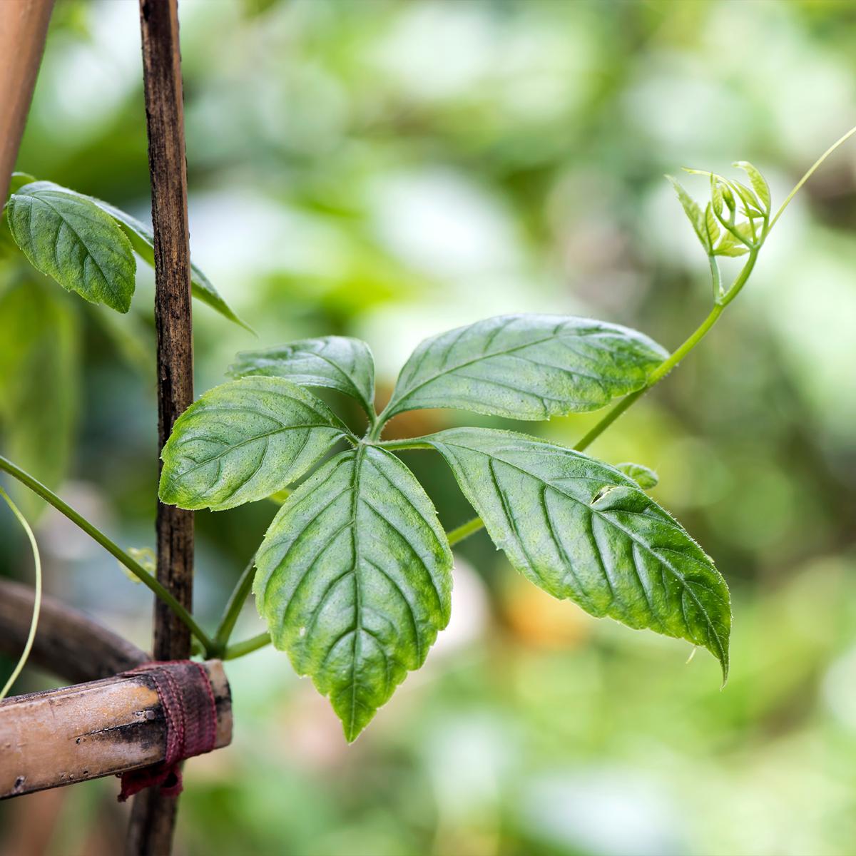 Jiaogulan - Gynostemma pentaphyllum - Thé ou Herbe de l'immortalité