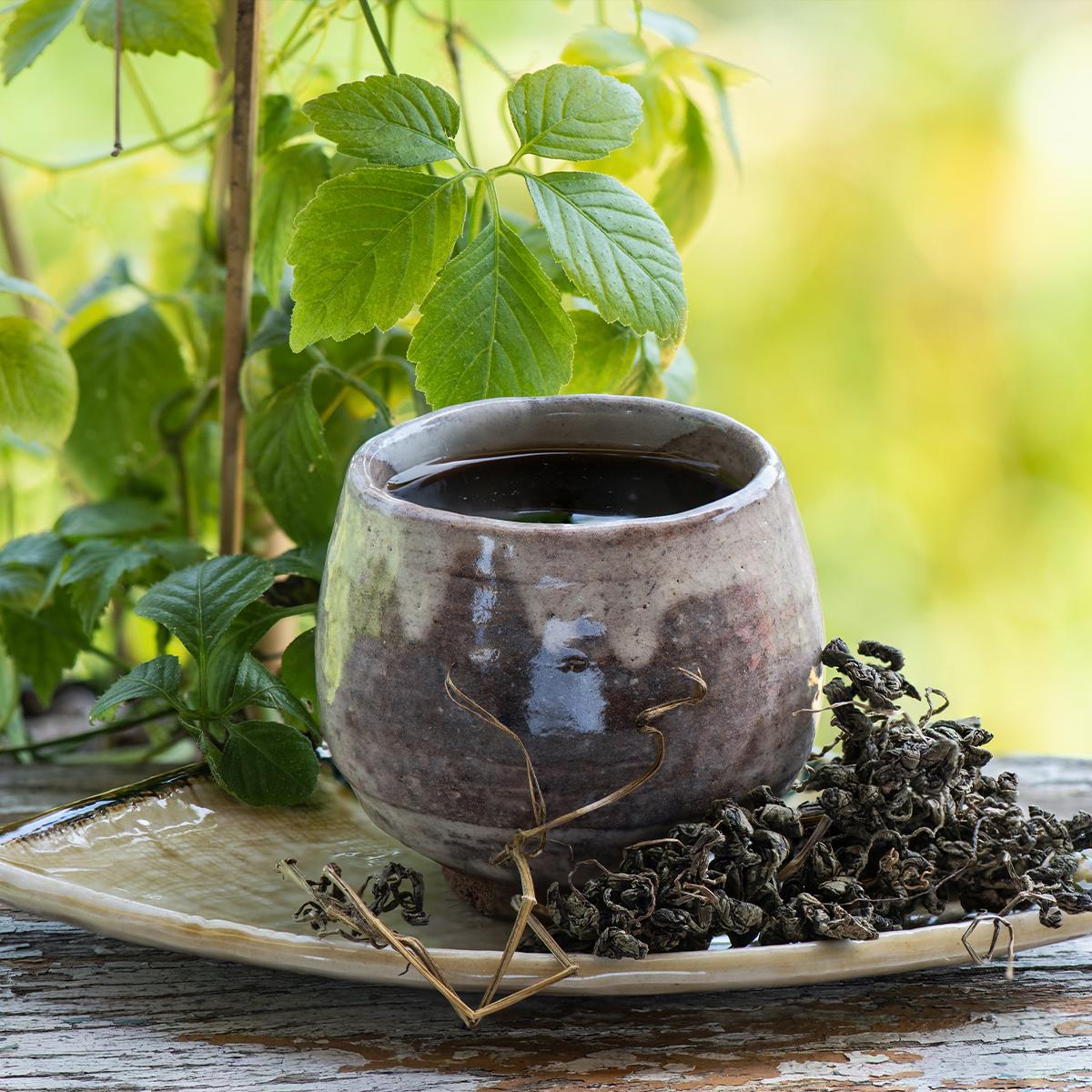 Jiaogulan - Gynostemma pentaphyllum - Thé ou Herbe de l'immortalité