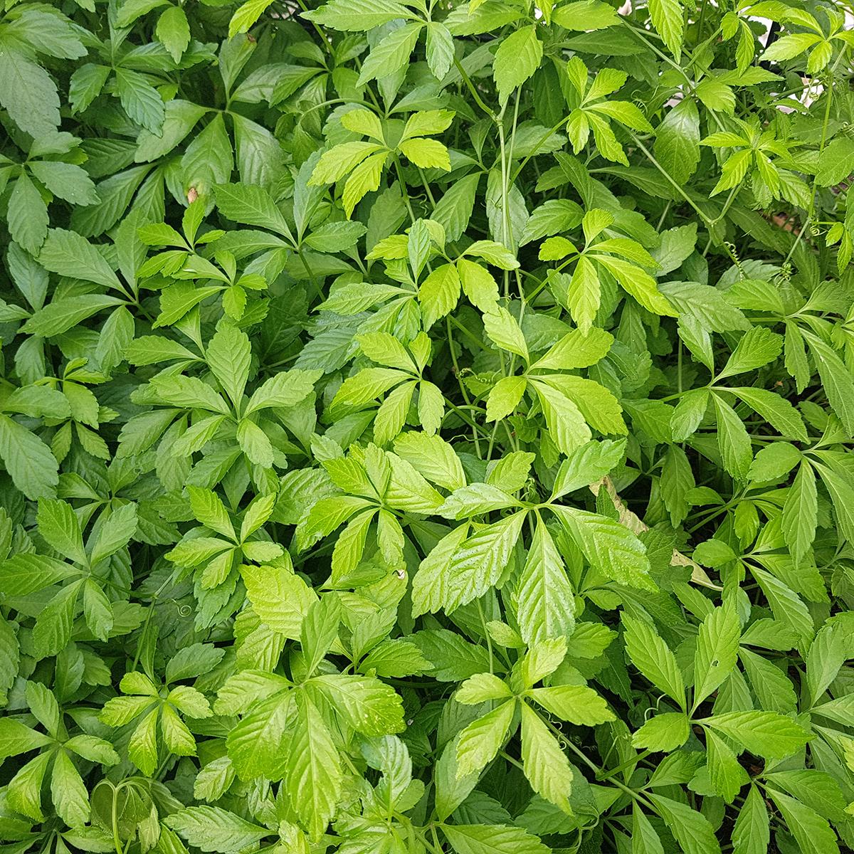 Jiaogulan - Gynostemma pentaphyllum - Thé ou Herbe de l'immortalité